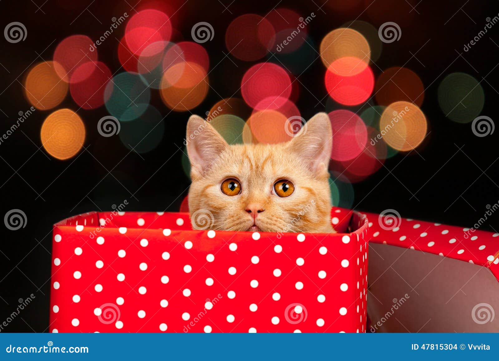 Cute Kitten Inside Gift Box Stock Photo - Image of christmas ...