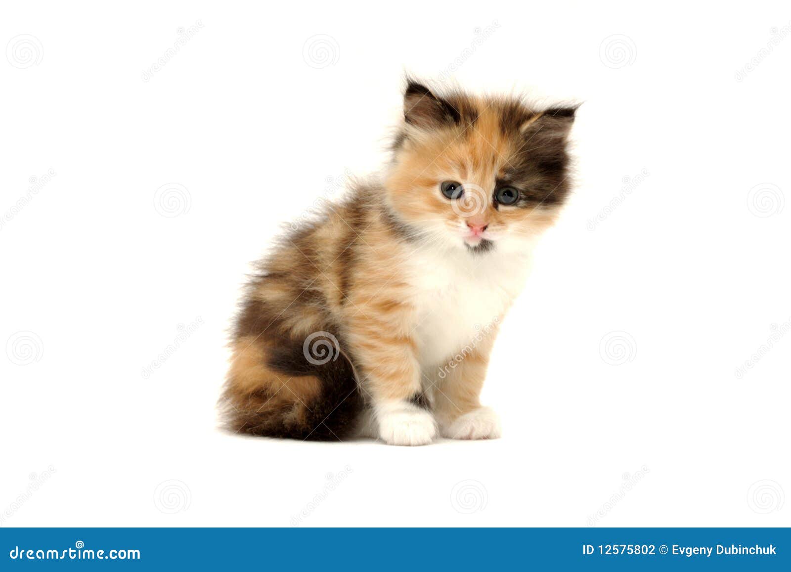 456 Kitten Form Photos - Free & Royalty-Free Stock Photos from Dreamstime
