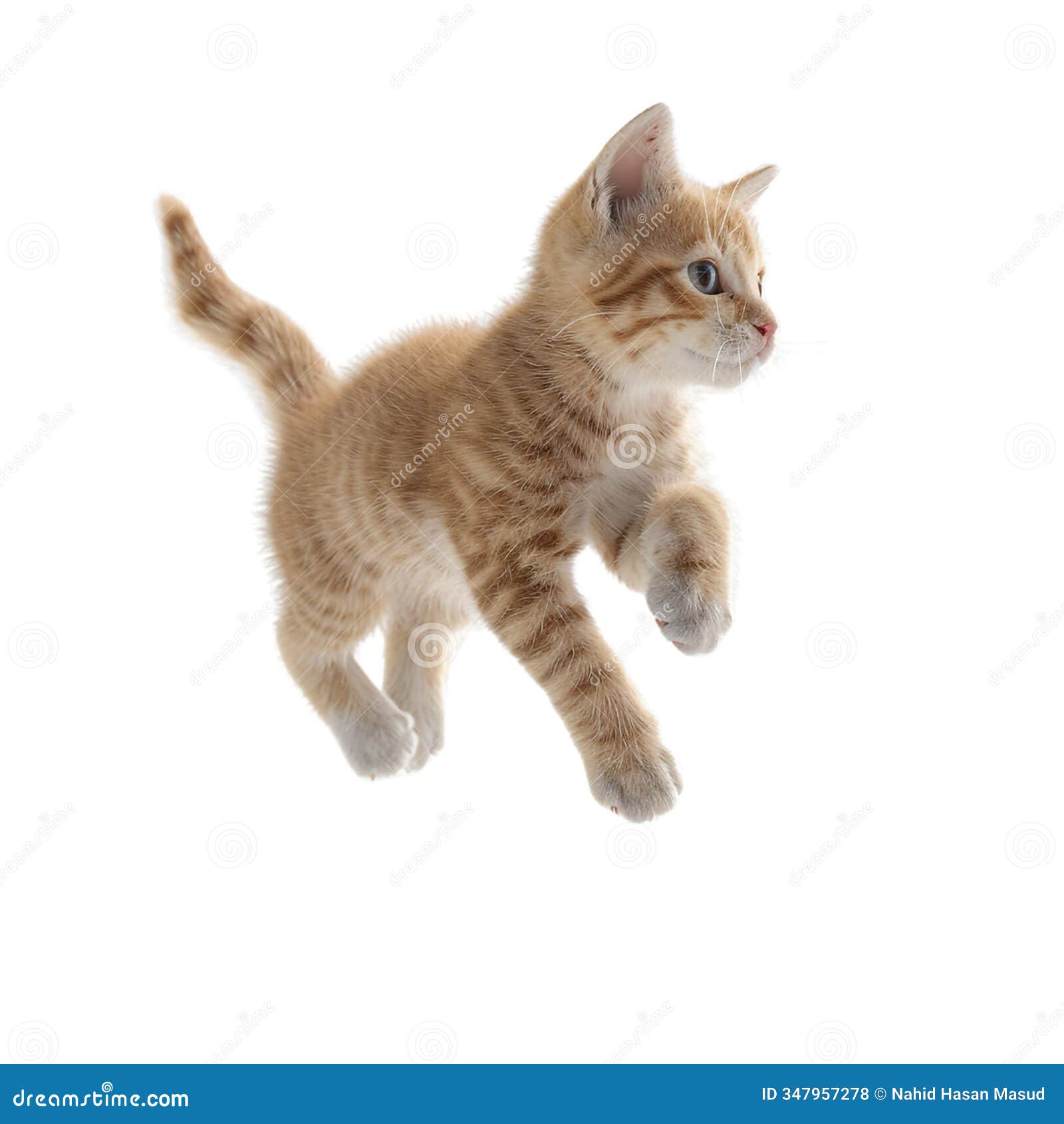 Cute Kitten Jumping stock photo. Illustration of animals - 347957278