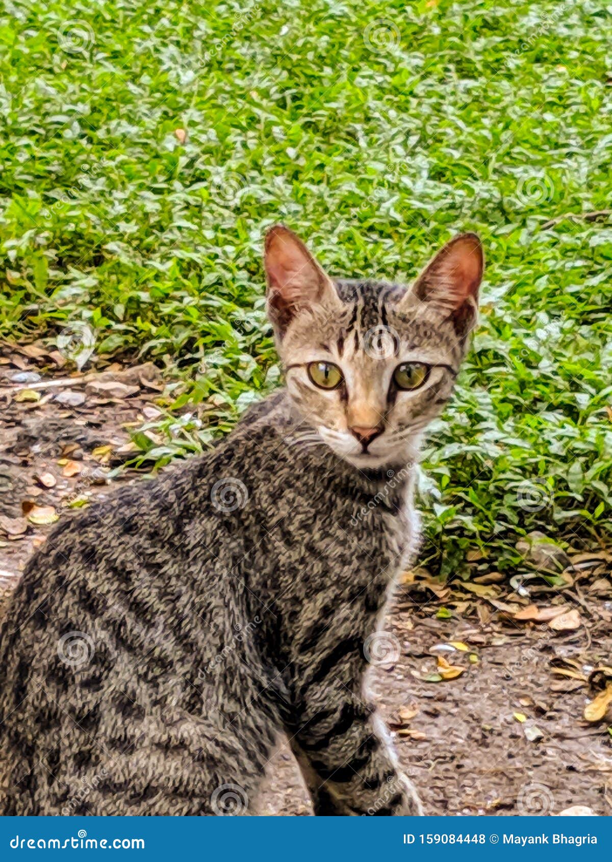 Cute kitten in the jungle stock photo. Image of clouds - 159084448