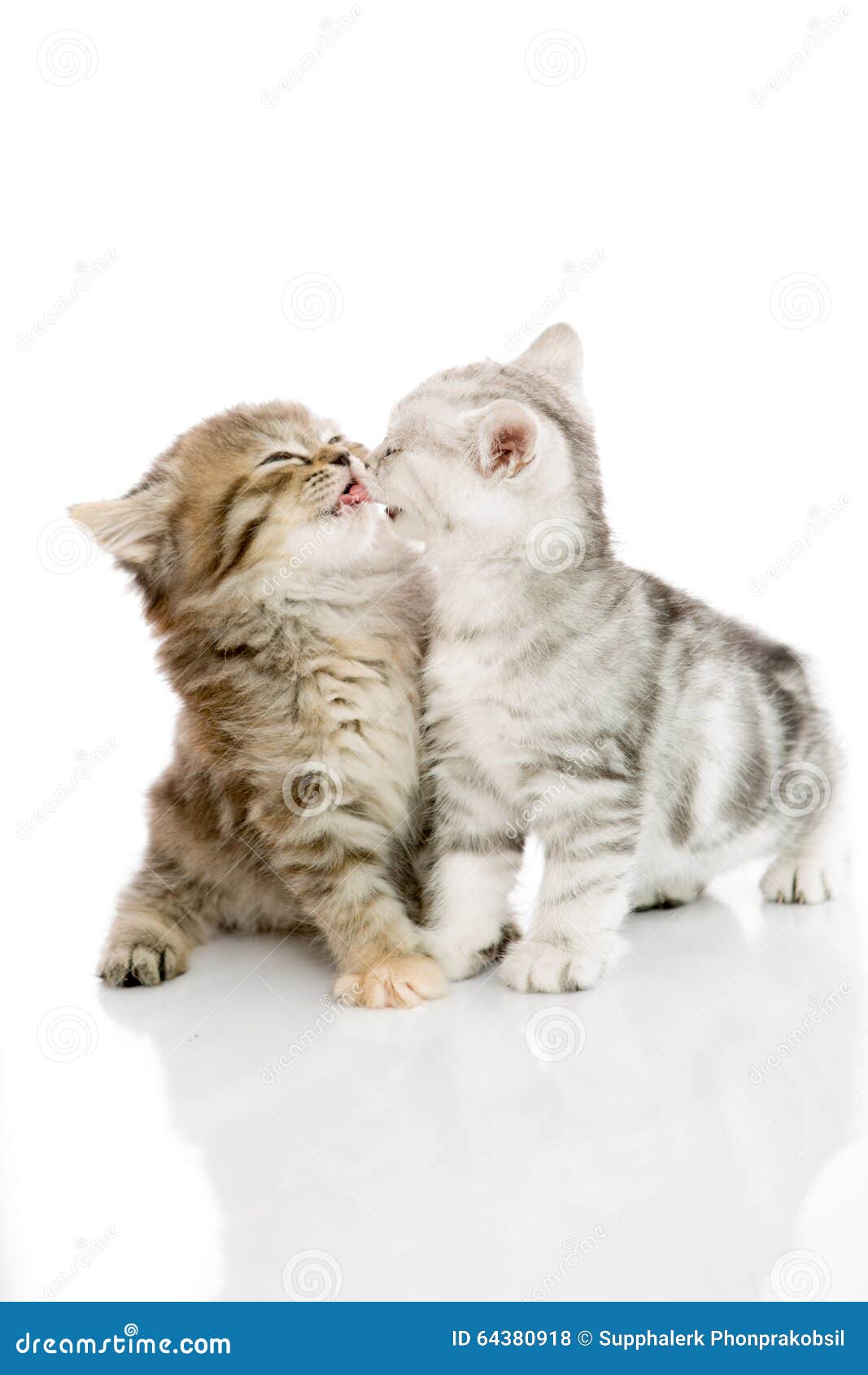 Cute Kitten kissing stock photo. Image of british, look - 64380918