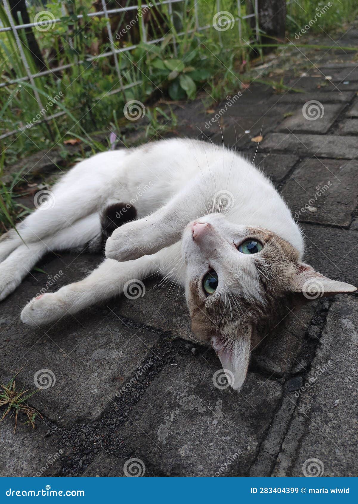 Cute Kitten is Laying Down on the Street Stock Image - Image of street ...