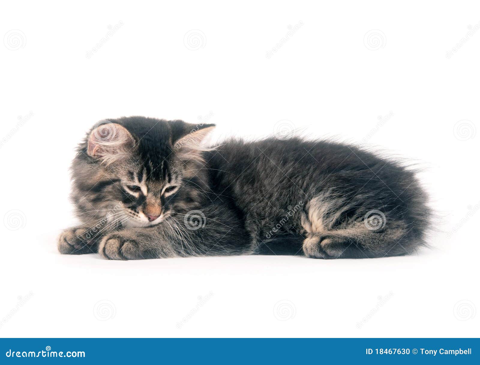 Cute Kitten Laying Down White Background Stock Images - 1,661 Photos