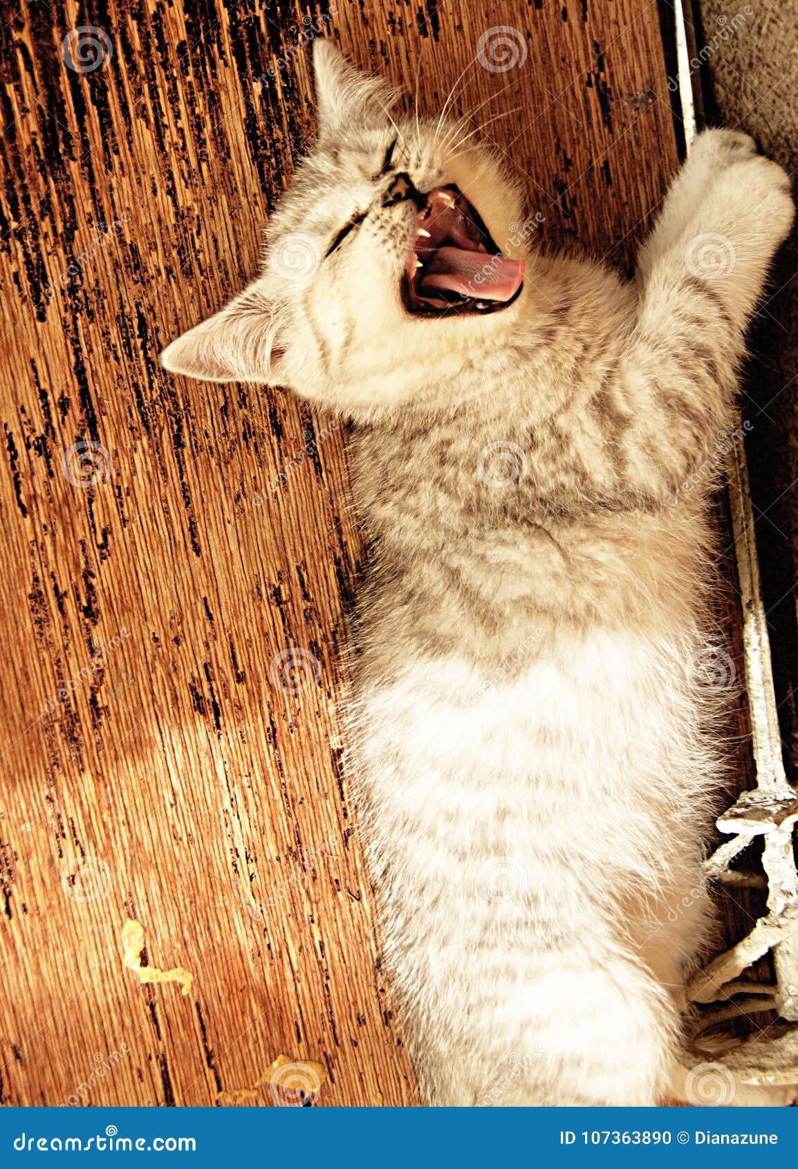 Cute Kitten Laying Down and Yawning Stock Photo - Image of yawning ...