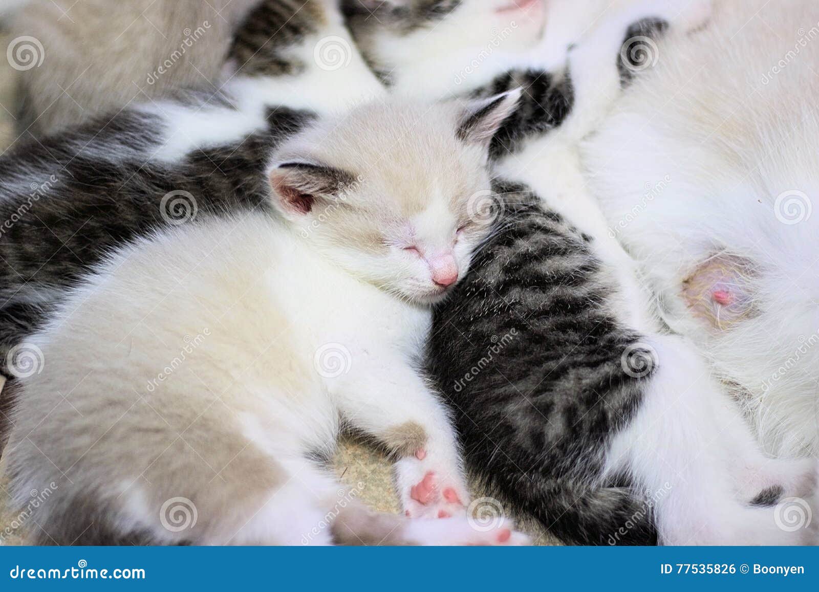 Cute Kitten Little Baby Cat is Sleeping Stock Photo - Image of home ...