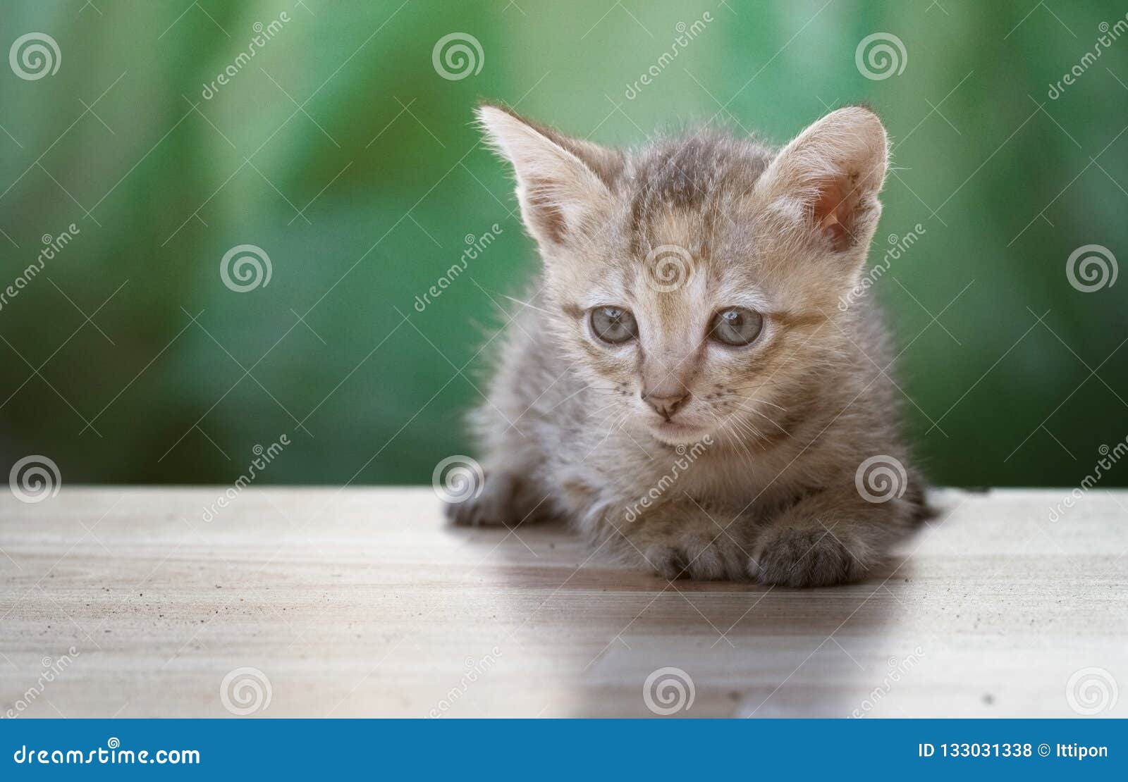 Cute kitten stock photo. Image of kitten, playing, eyes - 133031338