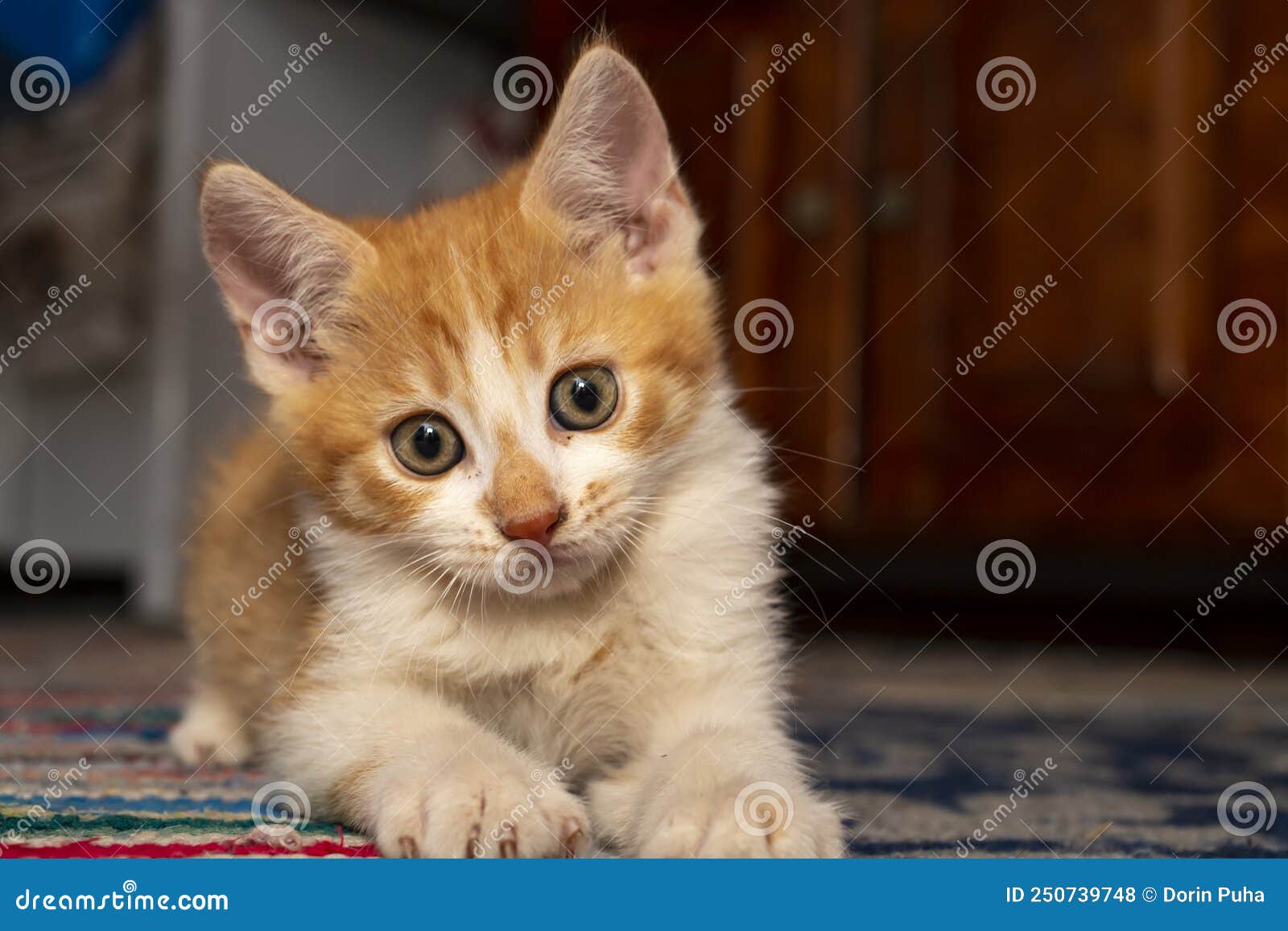 Cute Kitten Looking at Camera, Stock Photo - Image of skin, space ...