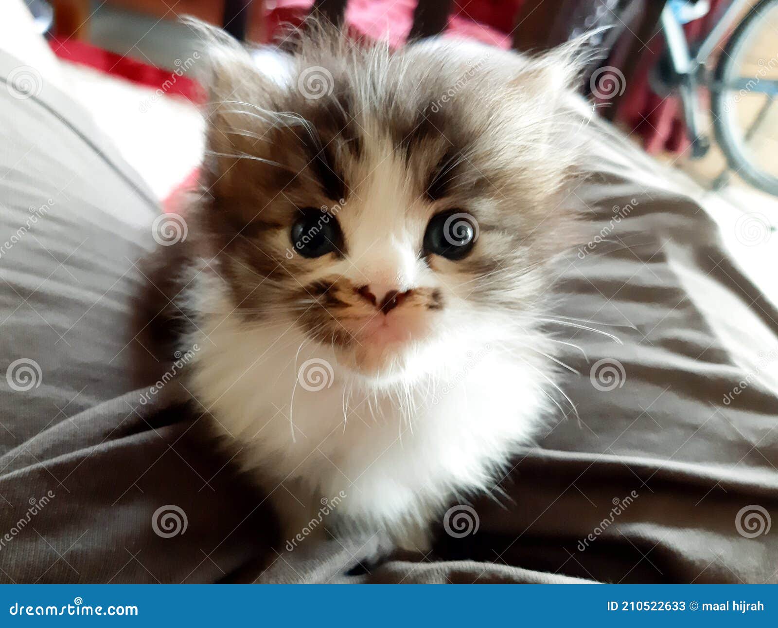 A Cute Kitten is Looking at the Camera Stock Image - Image of breed ...