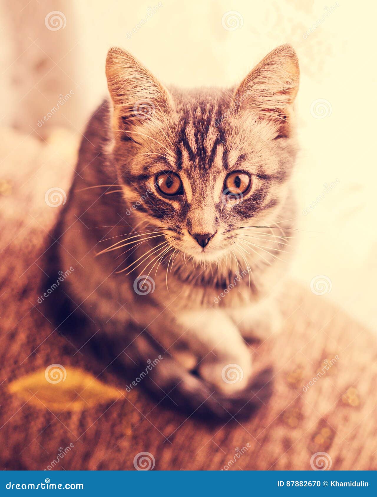 Cute Kitten Looking at the Camera. Stock Photo - Image of pedigree ...