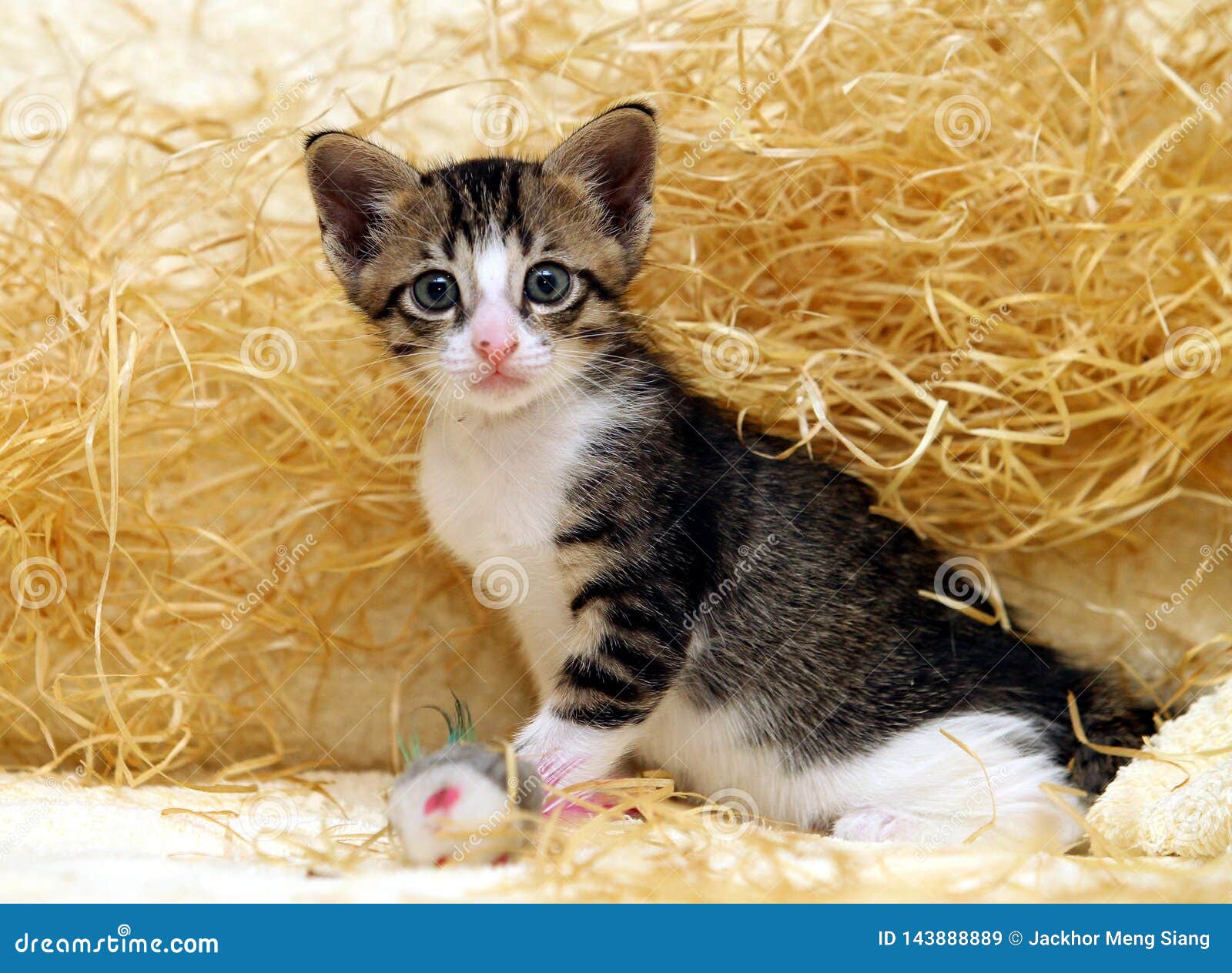 Cute Kitten Looking at the Camera Stock Image - Image of looking ...