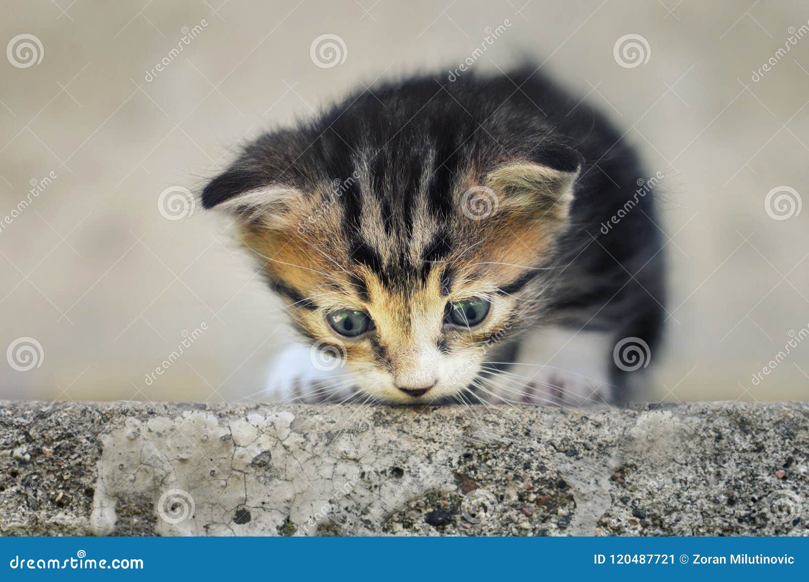 Cute kitten looking down stock image. Image of kitten - 120487721