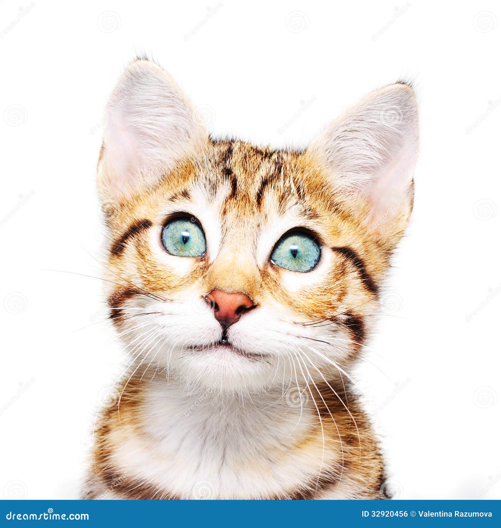 Cute kitten looking up. stock photo. Image of grooming - 32920456