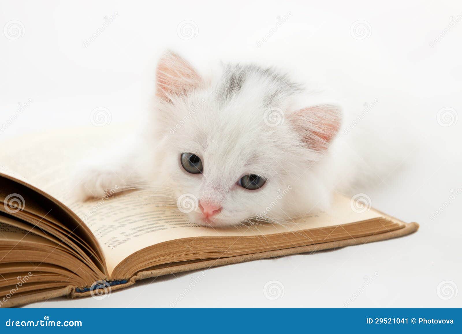 1,748 Cute Animals Book Stock Photos - Free & Royalty-Free Stock Photos ...