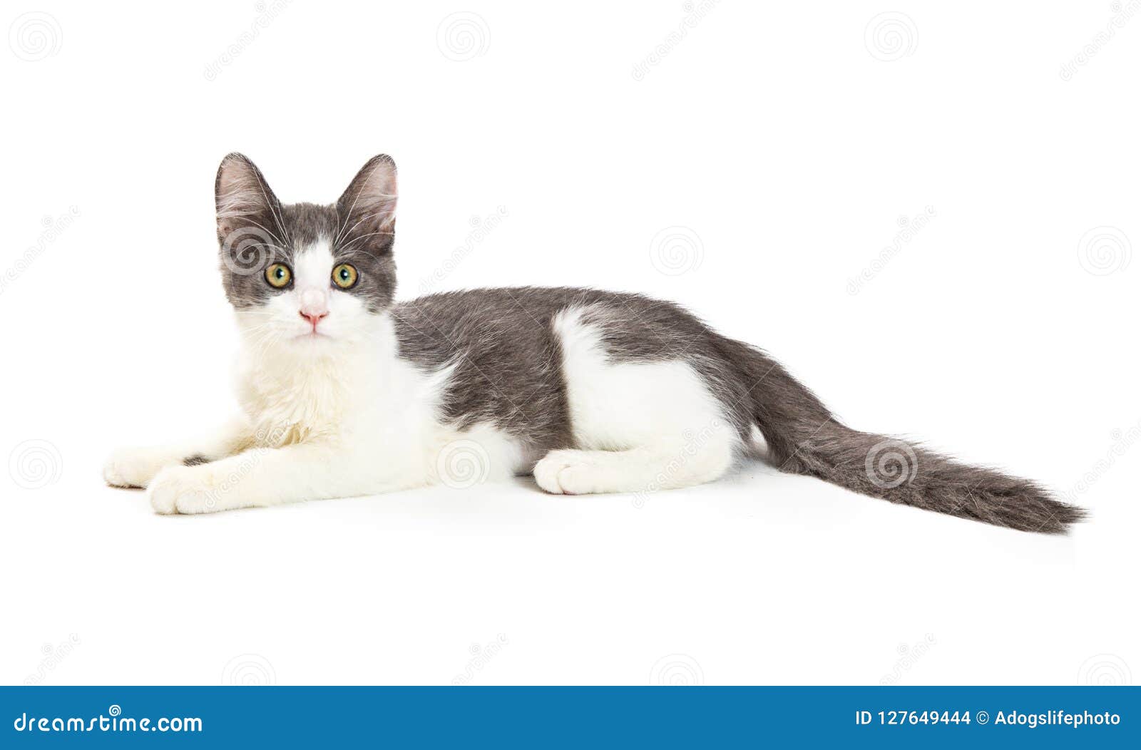 Cute Kitten Lying To Side on White Stock Photo - Image of looking, baby ...