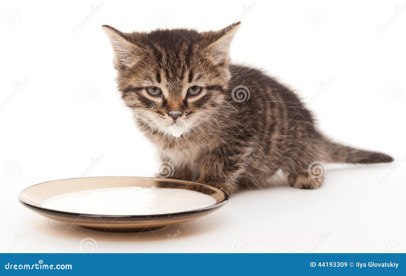 Cute Kitten with Milk Mustache Stock Image - Image of milk, actions ...
