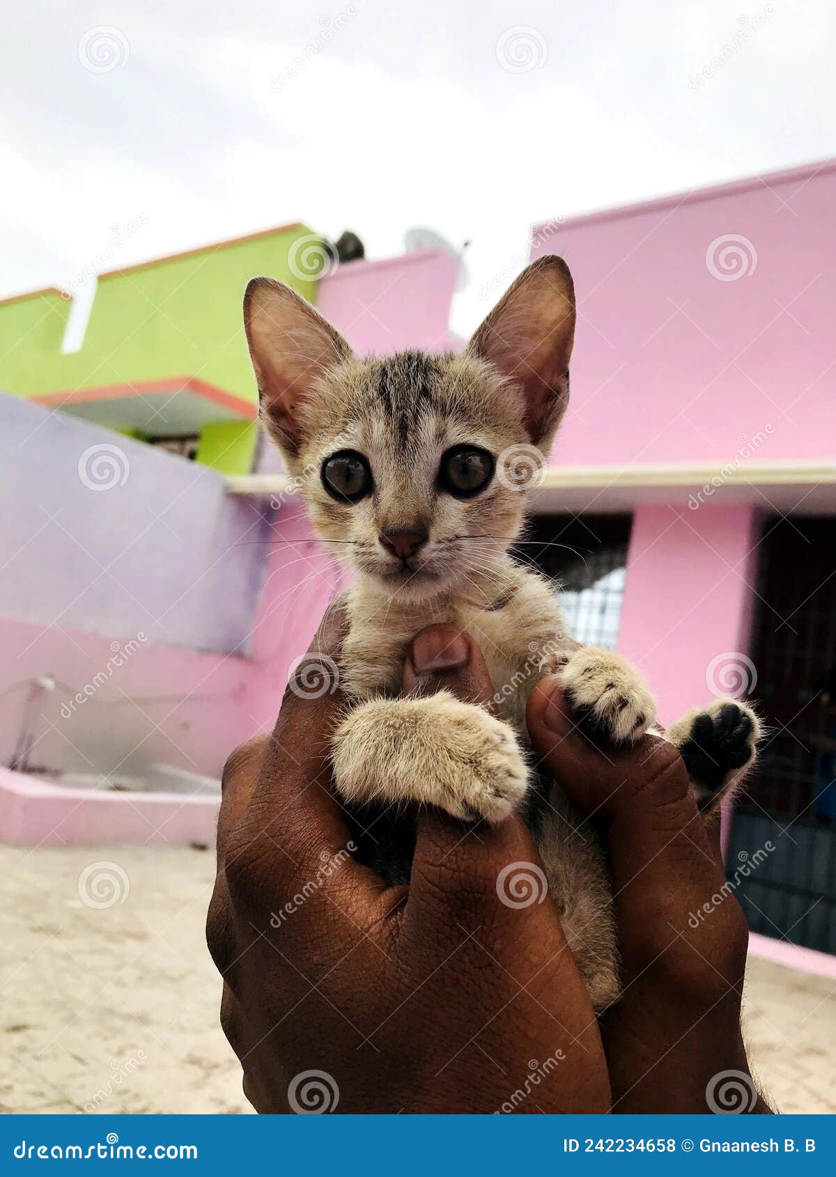Handpets Stock Photos - Free & Royalty-Free Stock Photos from Dreamstime
