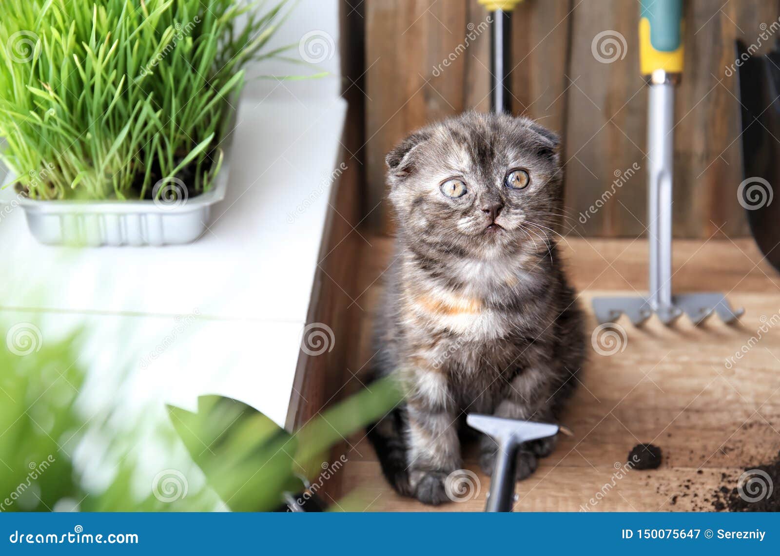 Cute Kitten Near Gardening Tools on Floor at Home Stock Image - Image ...