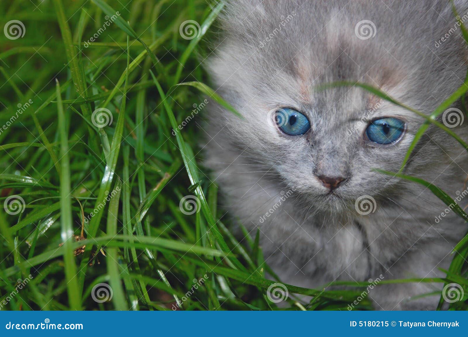 Cute kitten outdoor stock image. Image of group, cats - 5180215