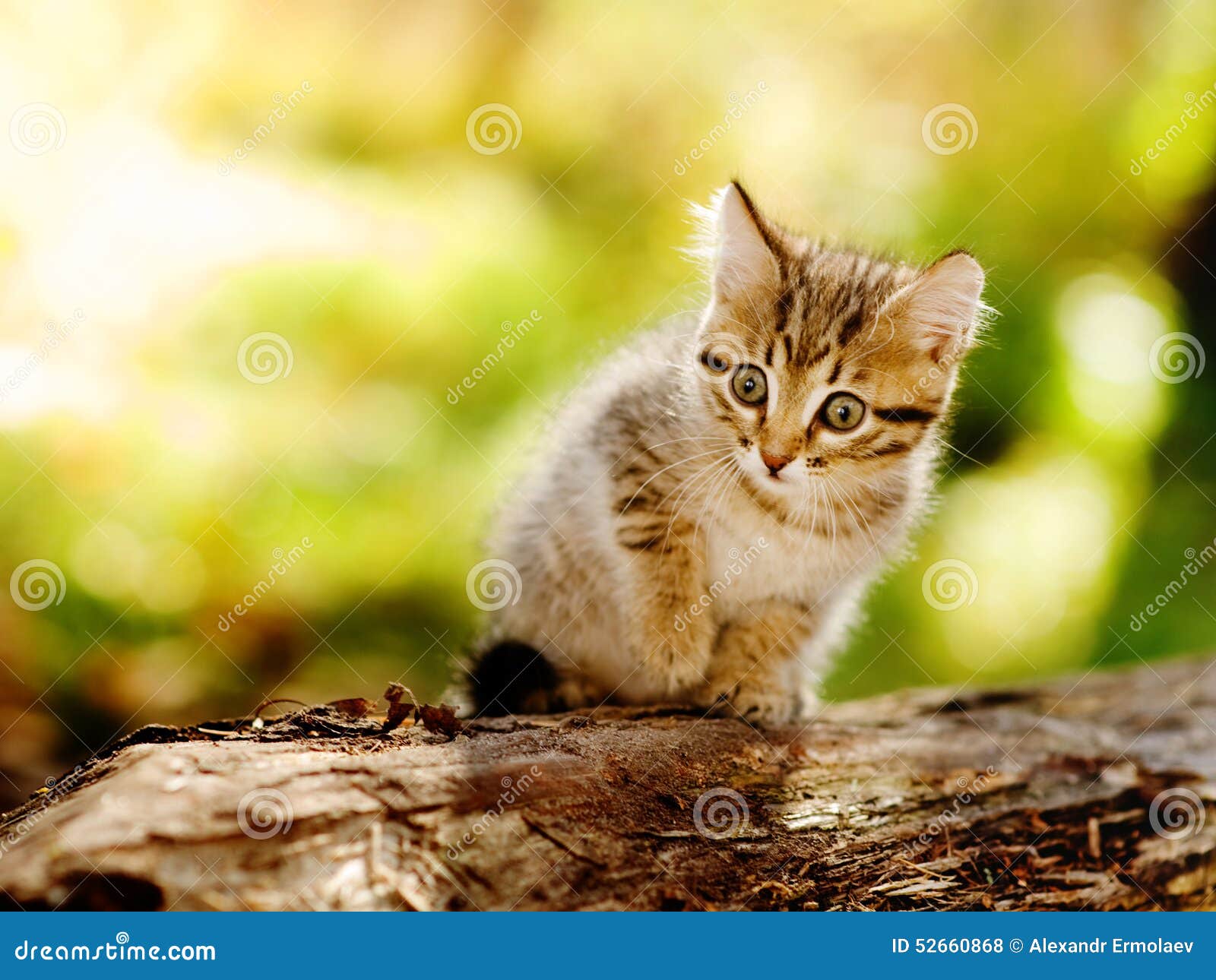 Cute Kitten Outdoor in Nature Stock Photo - Image of alert, outside ...