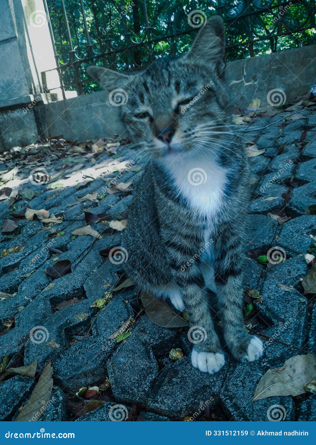 Cute Kitten Pack Up, Waiting To Be Fed Stock Image - Image of kitten ...