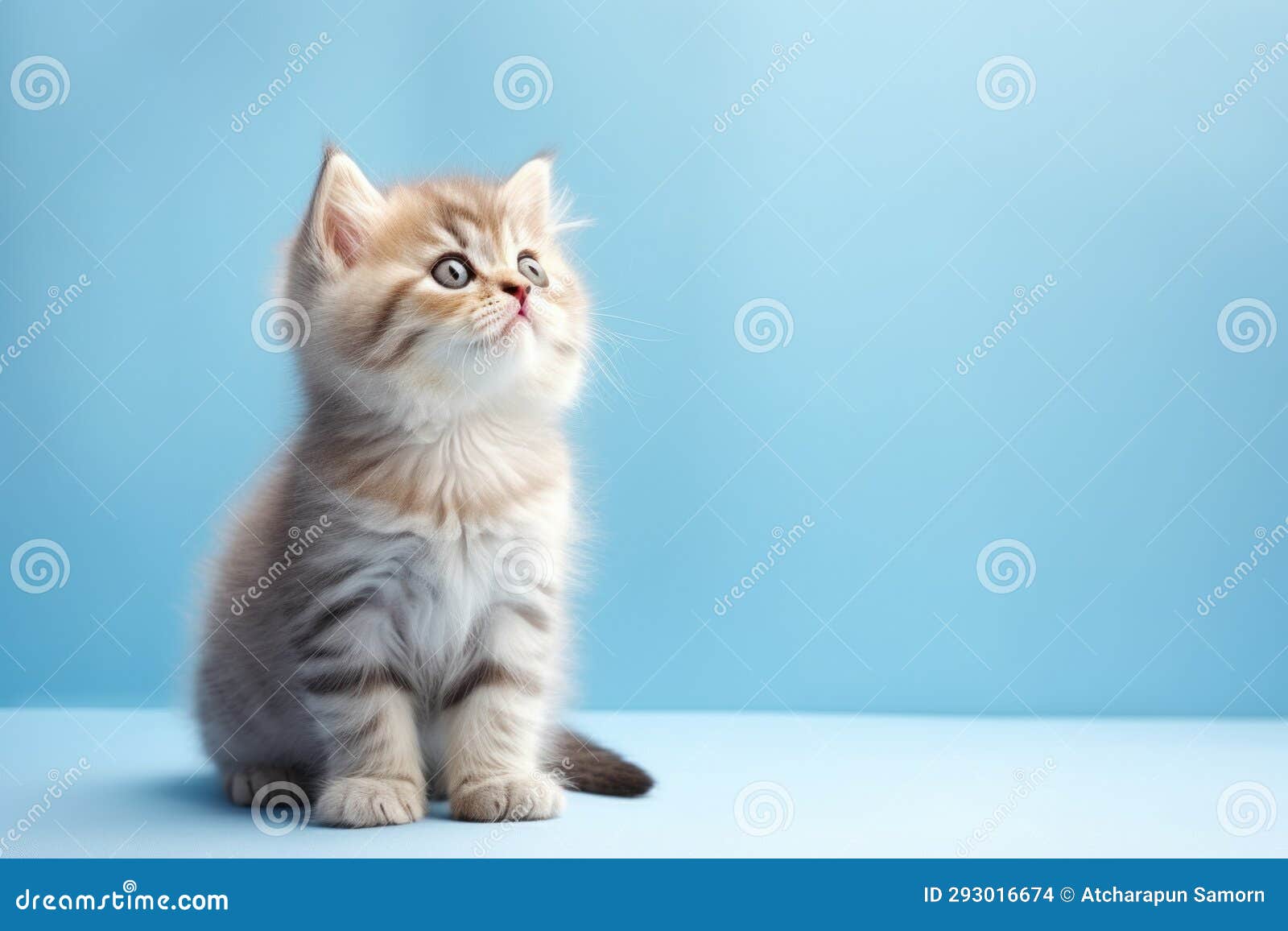 Cute Kitten on Pastel Isolated Background Stock Photo - Image of white ...