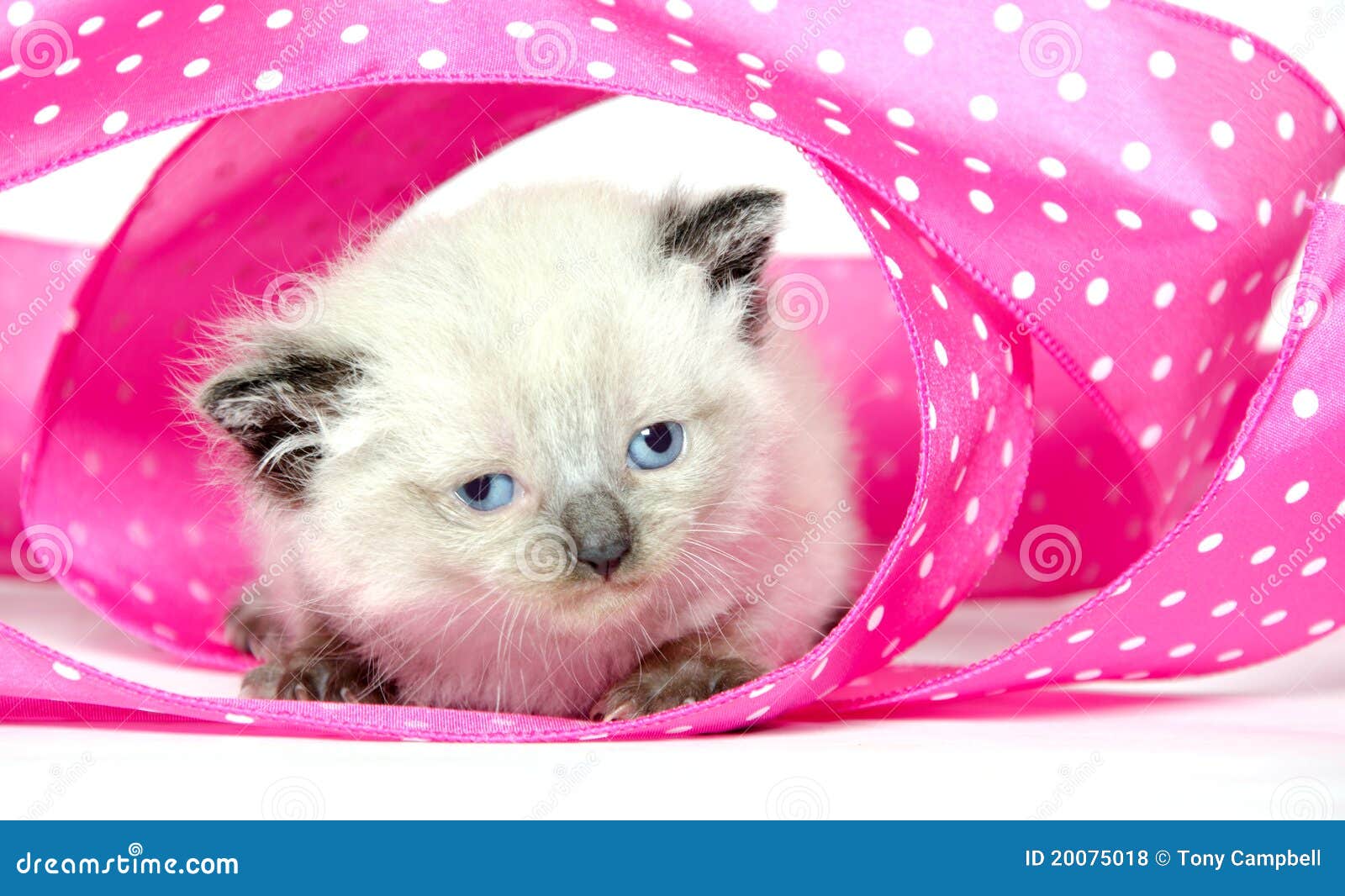 Cute Kitten and Pink Ribbon Stock Photo - Image of cute, polka: 20075018