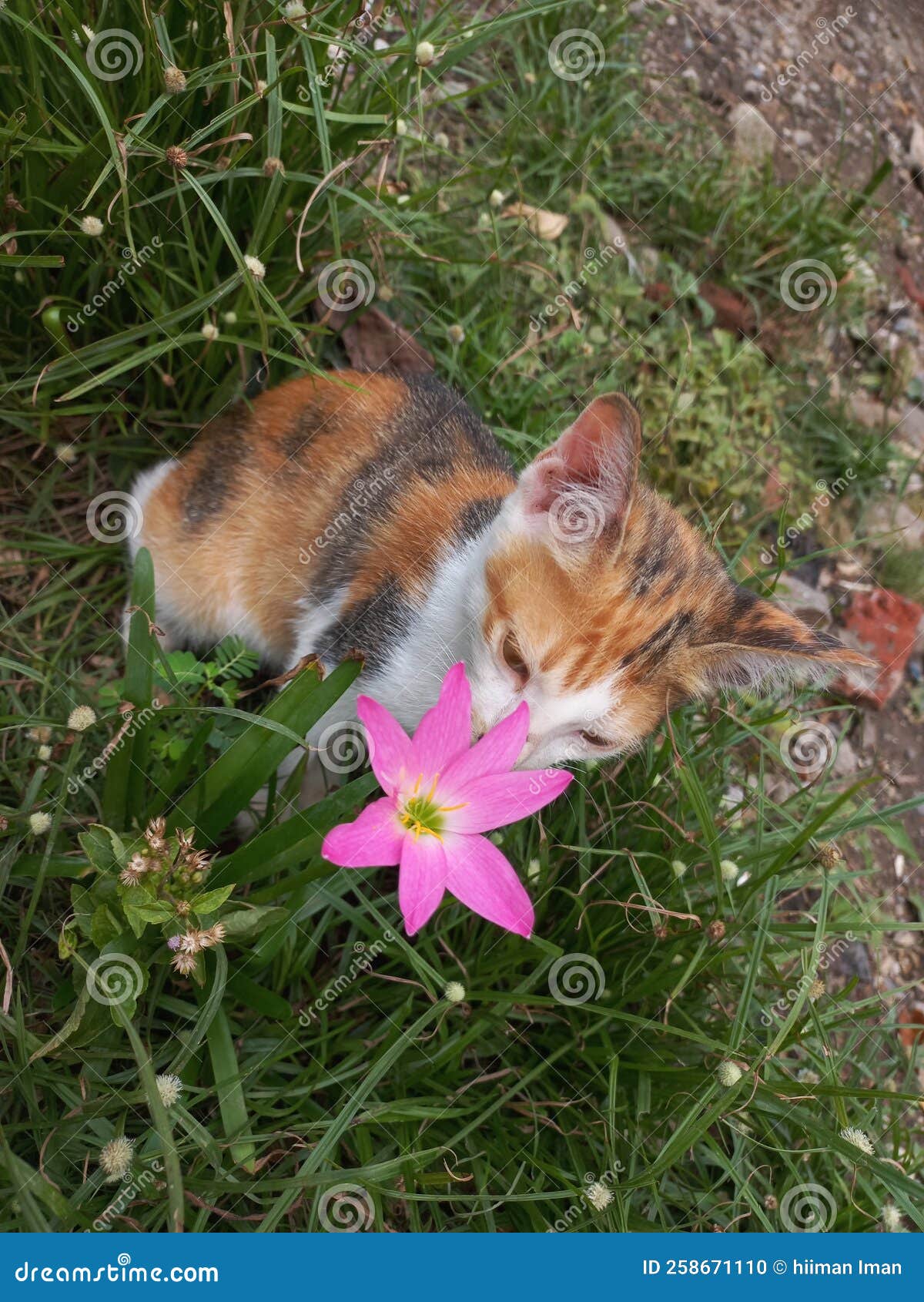 Cute Kitten Playing in the Grass Stock Photo - Image of playing, lawn ...