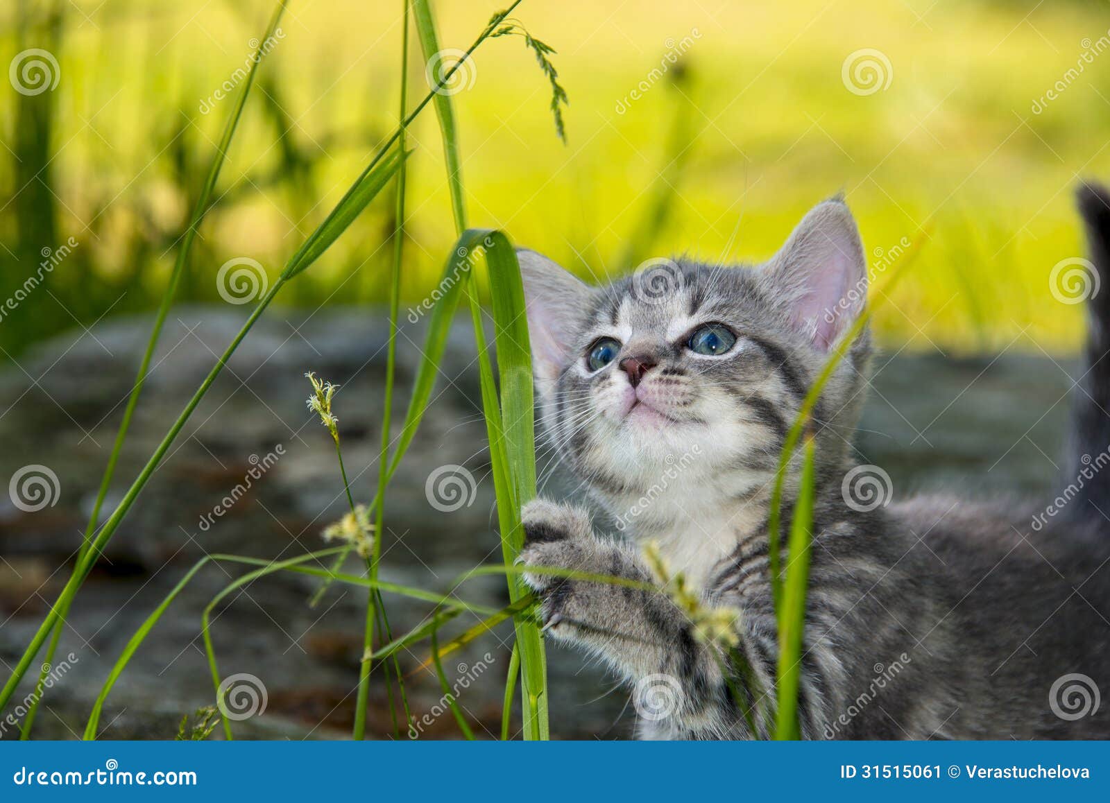 Cute Kitten Playing in the Grass Stock Image - Image of sweet, whisker ...