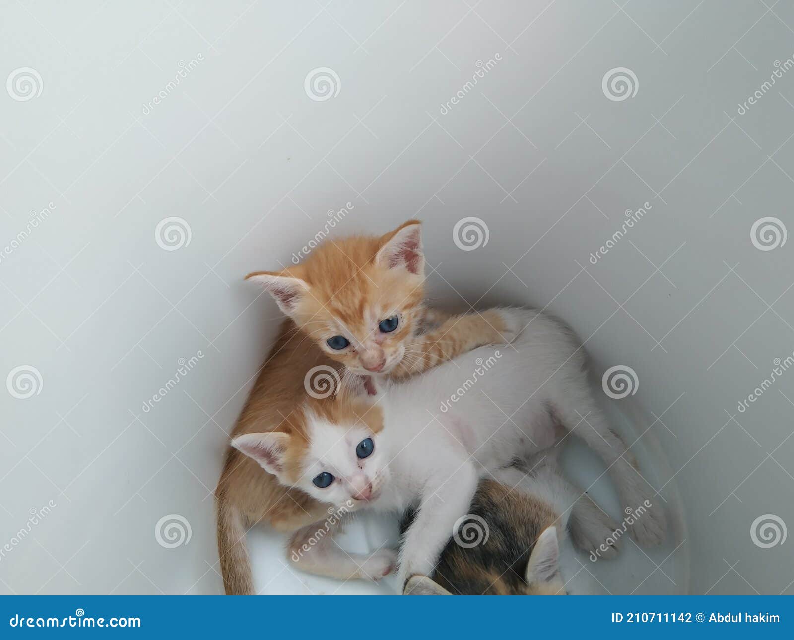 Cute Kitten Playing with His Siblings Stock Photo - Image of siblings ...