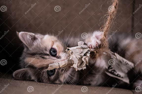 Cute Kitten Playing with Paper on a String.. Stock Photo - Image of ...