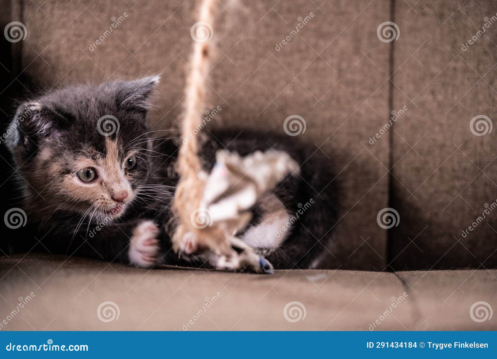 Cute Kitten Playing with Paper on a String.. Stock Photo - Image of ...