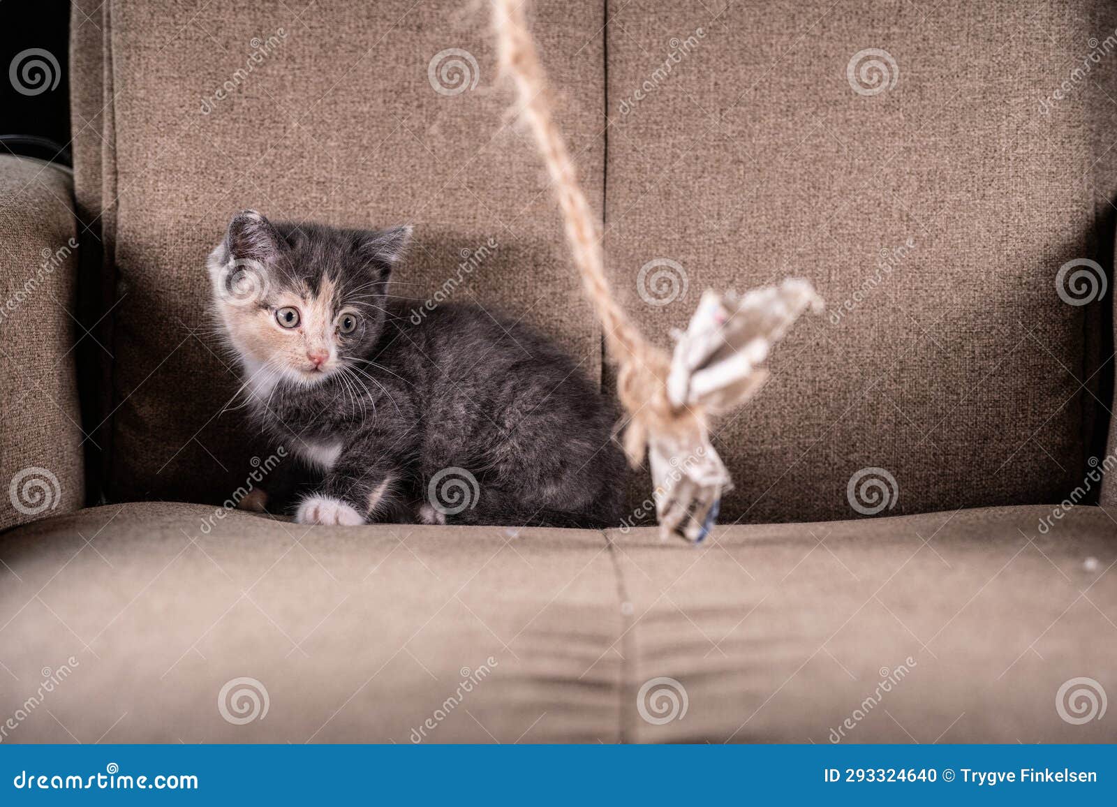 Cute Kitten Playing with Paper on a String.. Stock Photo - Image of ...