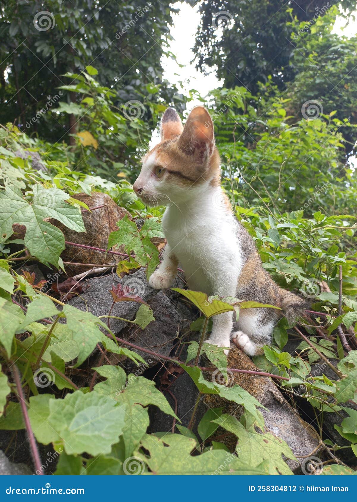 Cute Kitten Playing on a Pile of Rocks Stock Photo - Image of rocks ...