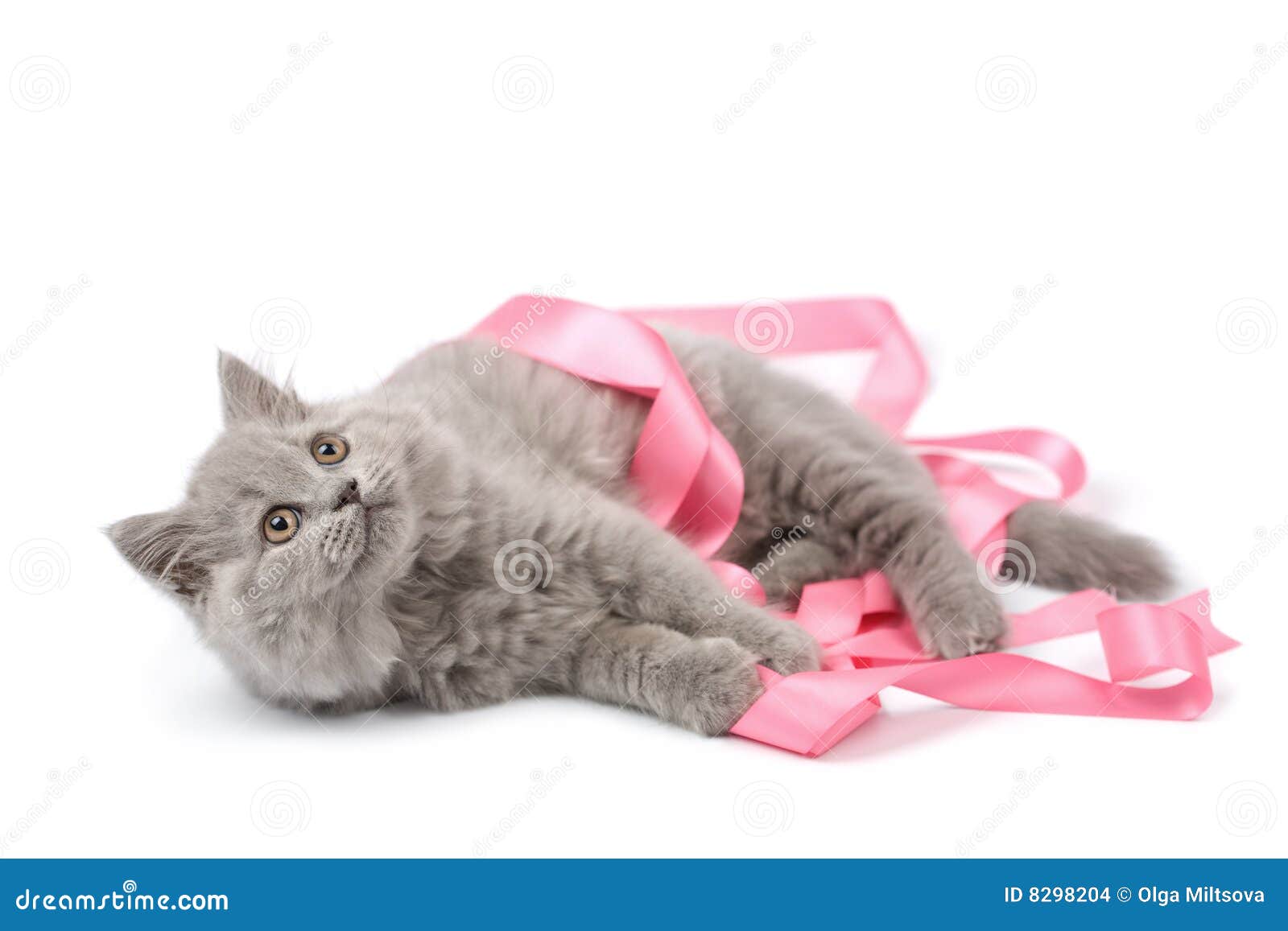 Cute Kitten Playing with Pink Ribbon Isolated Stock Photo - Image of ...