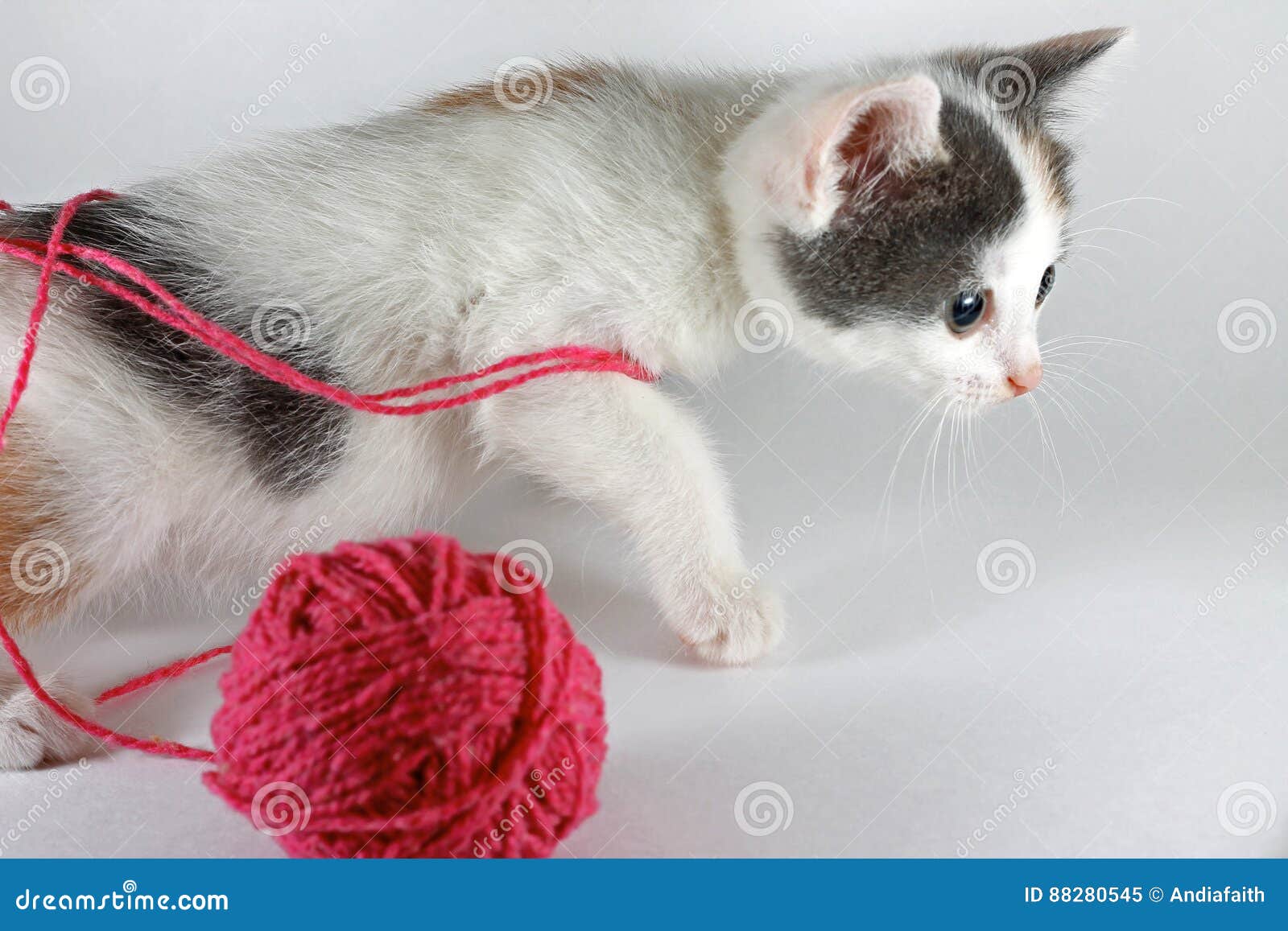 Cute Kitten Plays with Tangle of Yarn Stock Image - Image of white ...