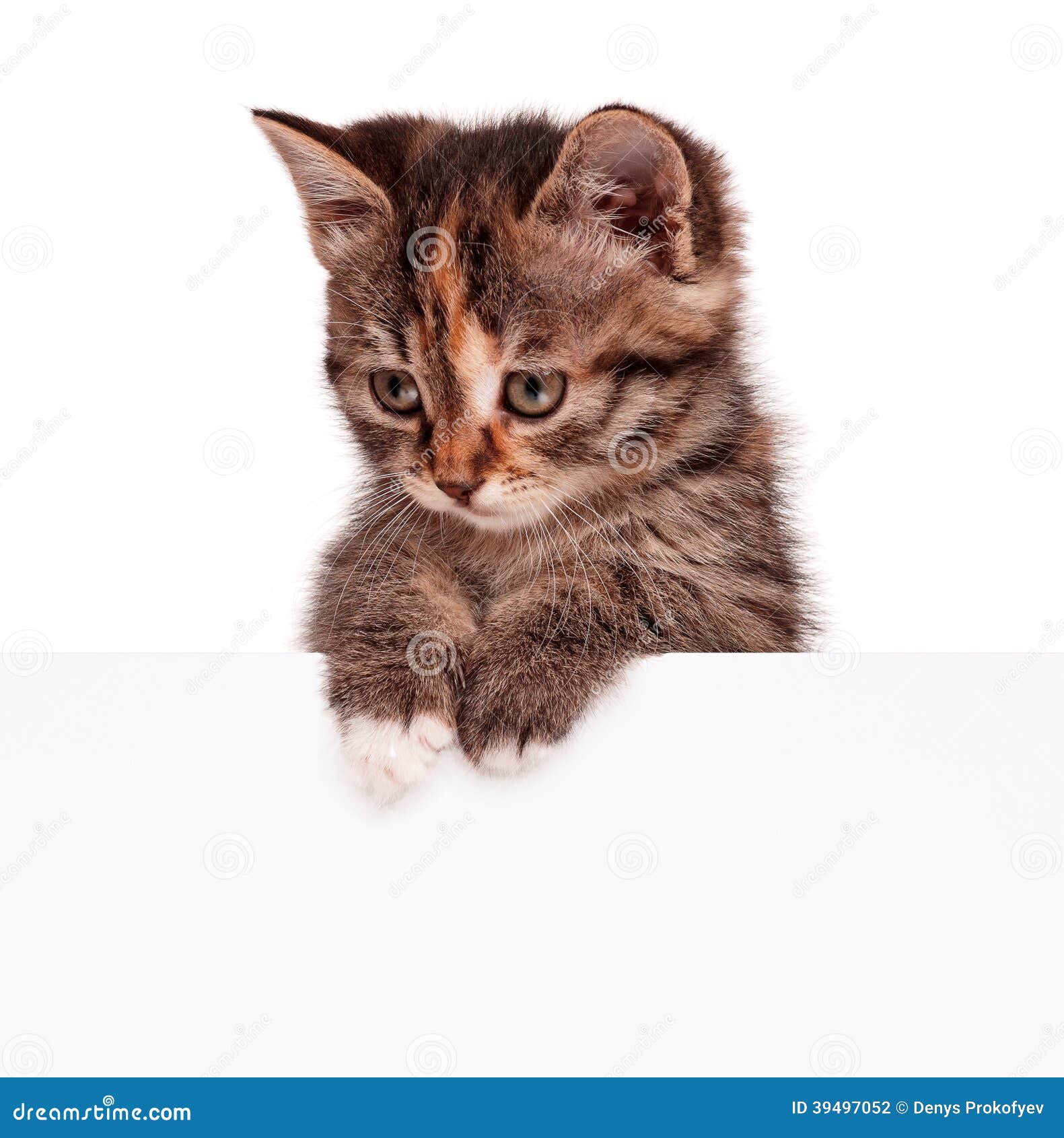 Cute kitten stock photo. Image of placard, peep, empty - 39497052