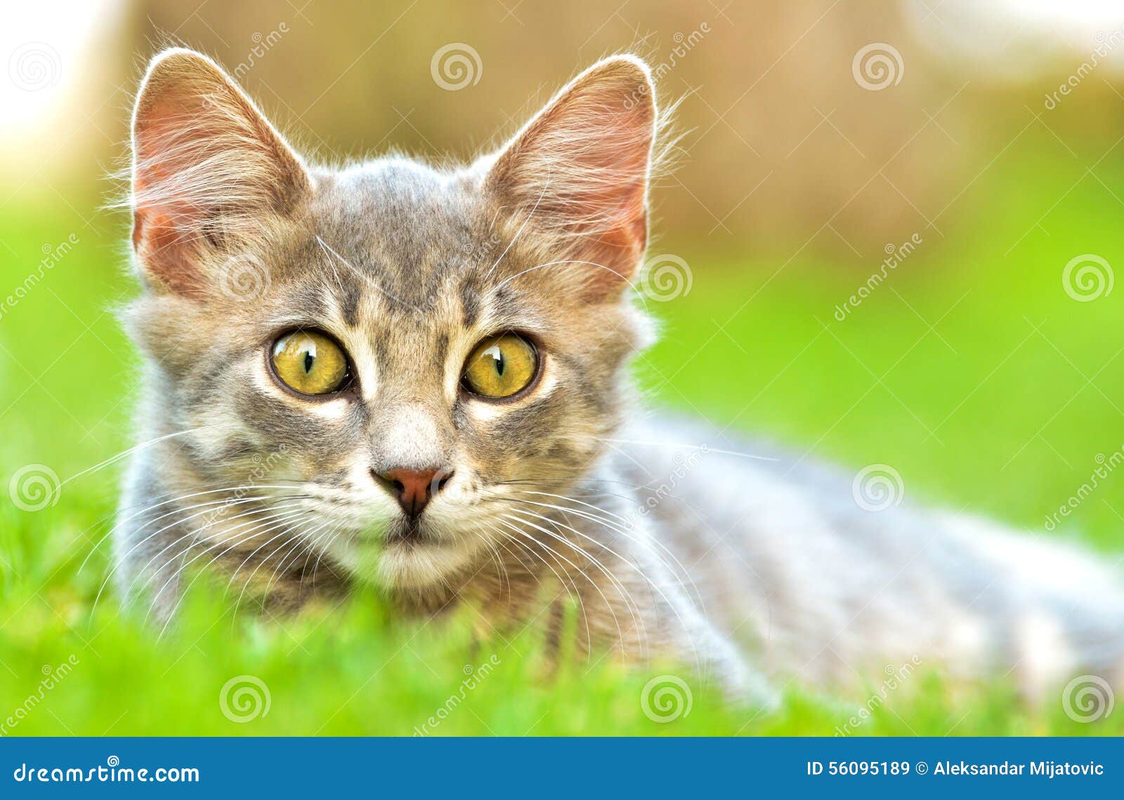 Cute Kitten Portrait Outdoor Stock Image - Image of beautiful, kitten ...
