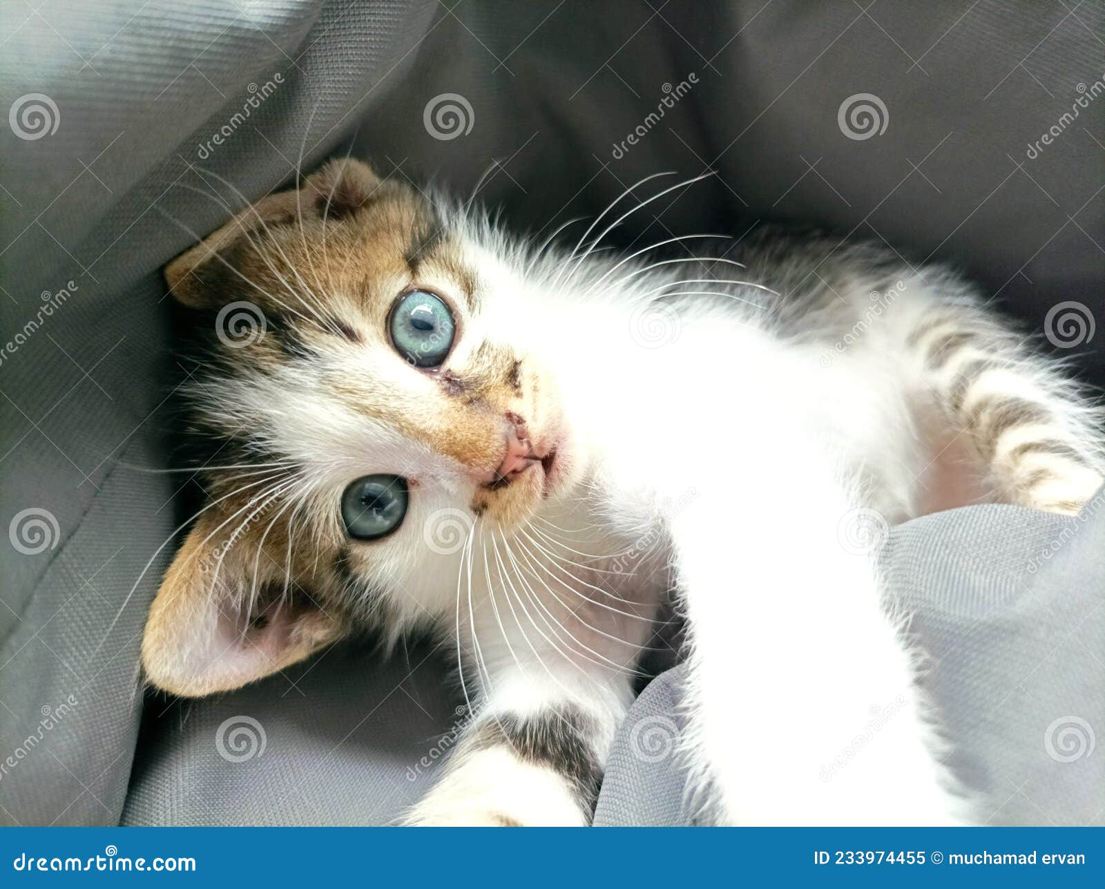 A cute kitten pose stock image. Image of kitten, mammal - 233974455