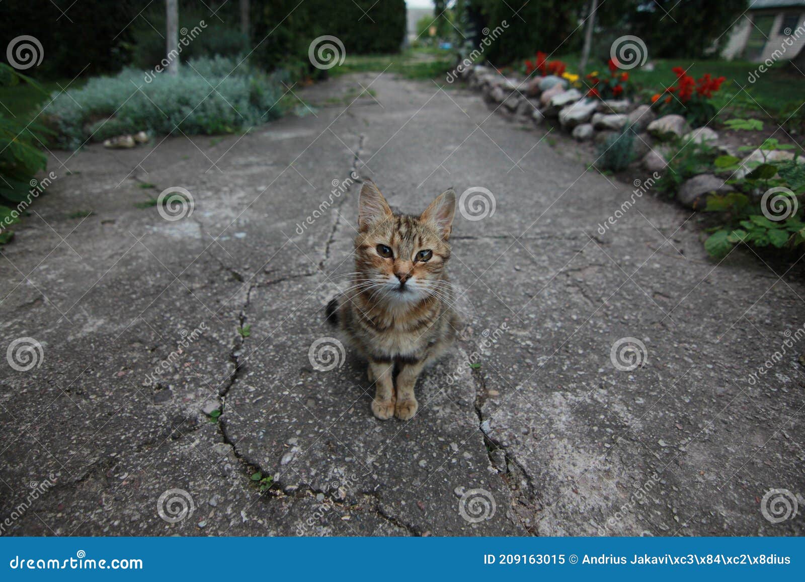 The Cat Poses in Front of the Camera Stock Image - Image of yard ...