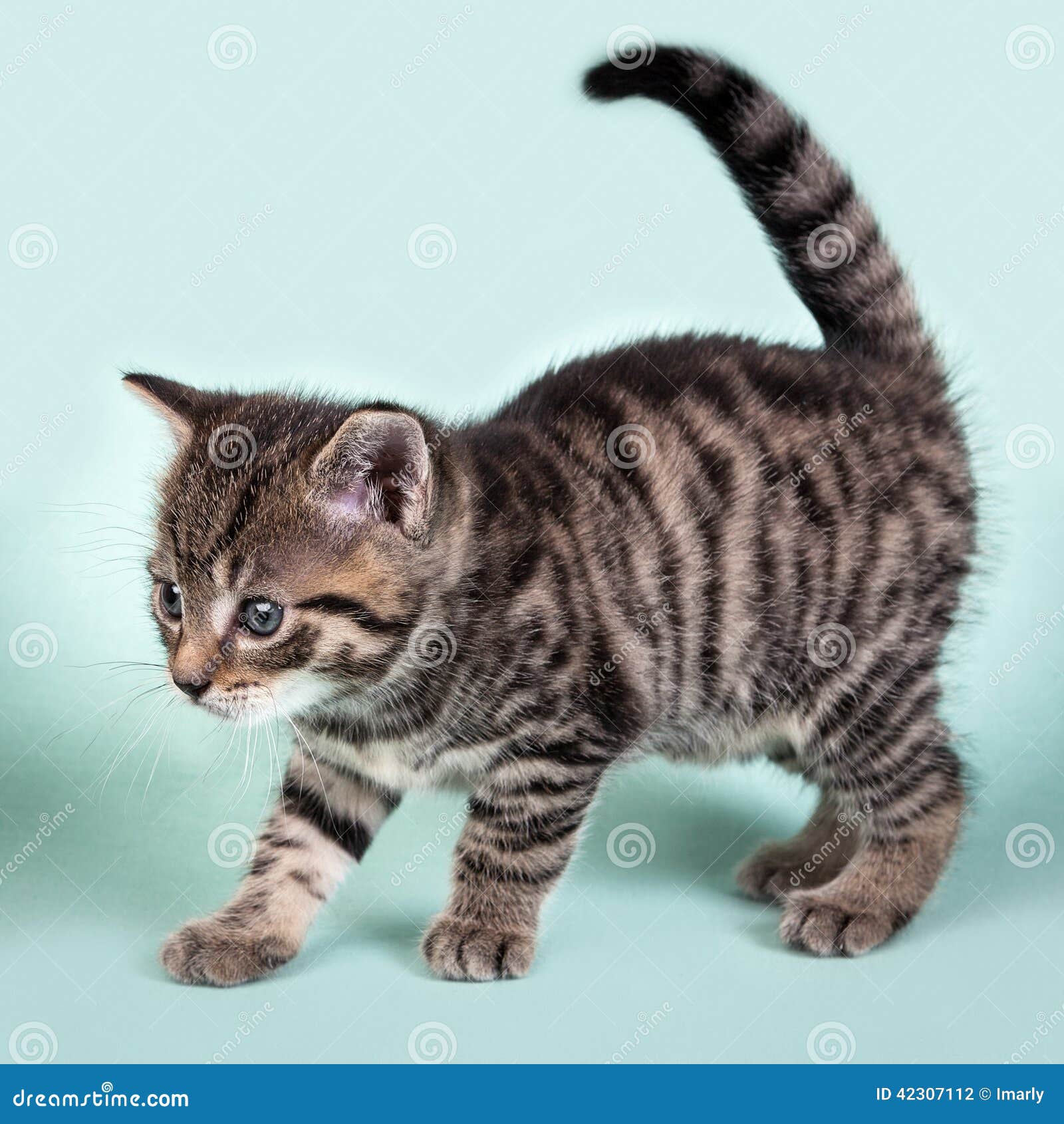 A Cute Kitten Prancing Curiosly Stock Photo - Image of backround ...