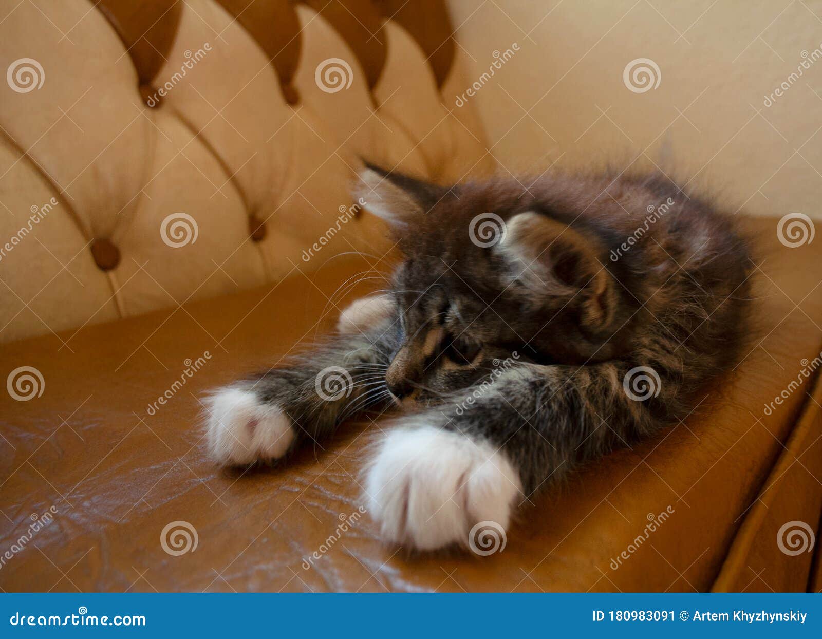 Cute Kitten Relaxing on Brown Couch Stock Image - Image of furry, kitty ...