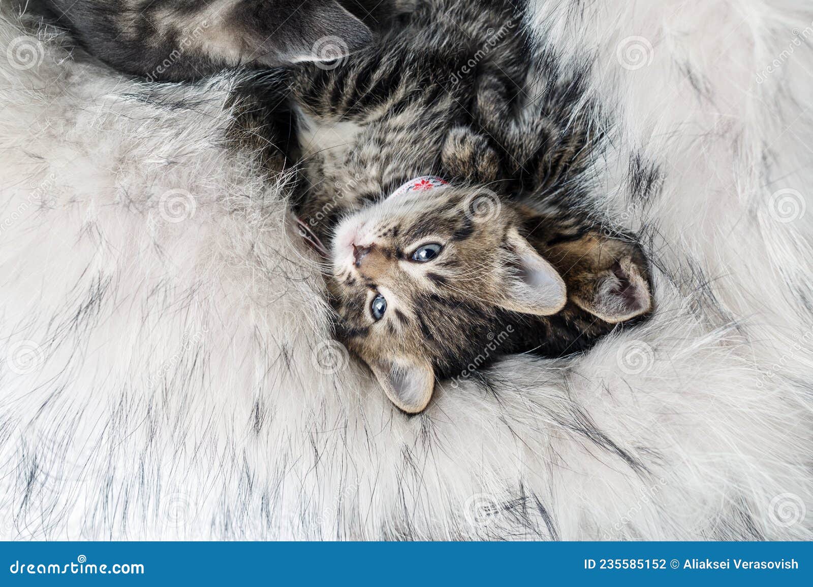Cute kitten resting stock photo. Image of kitty, lying - 235585152