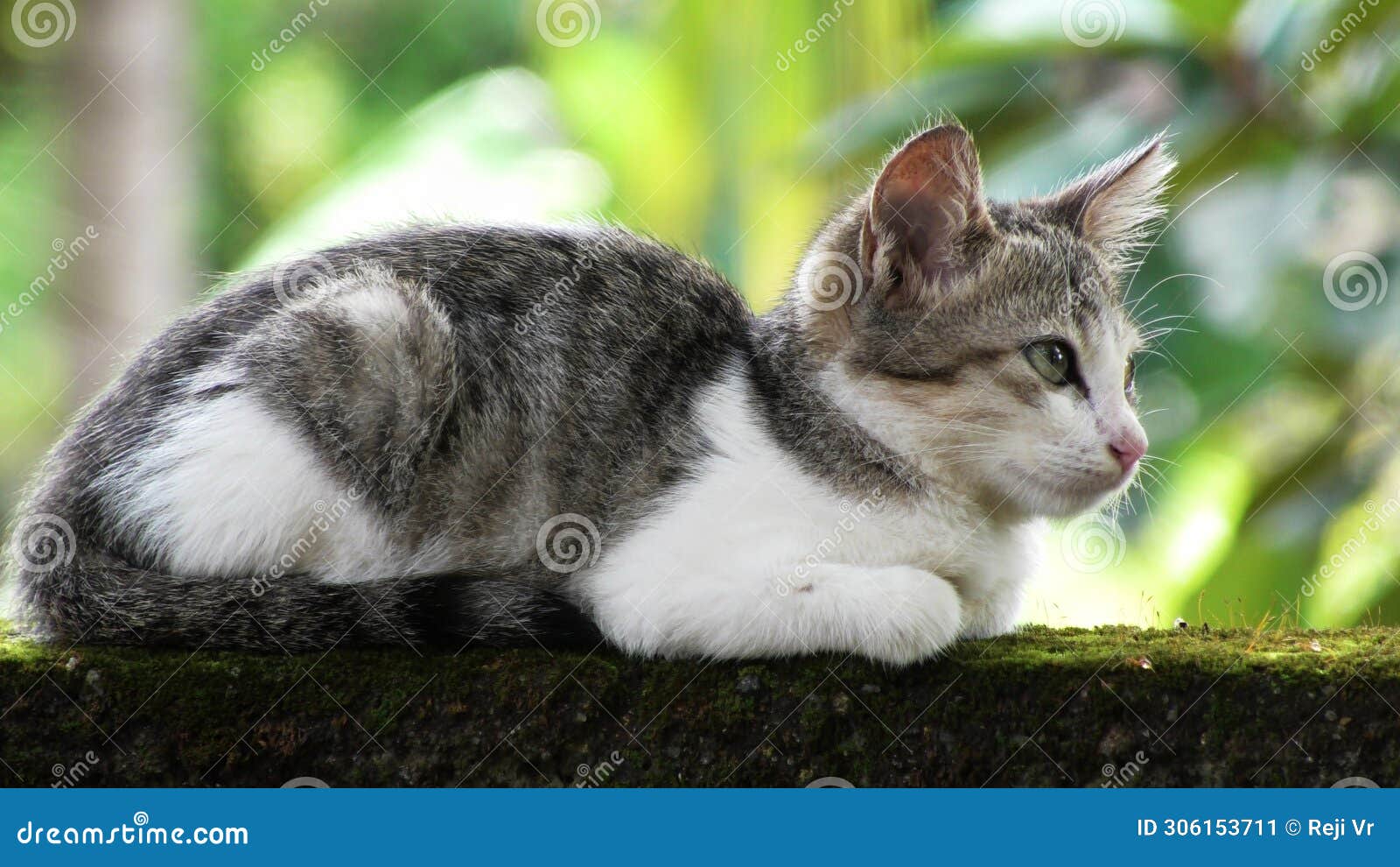 A Cute Kitten Resting on the Wall Stock Image - Image of animal, kitten ...