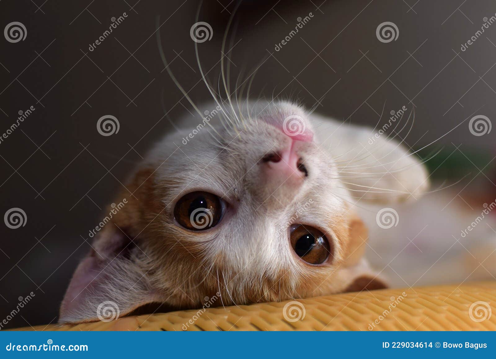 A cute kitten rolling stock photo. Image of carpet, puppy - 229034614