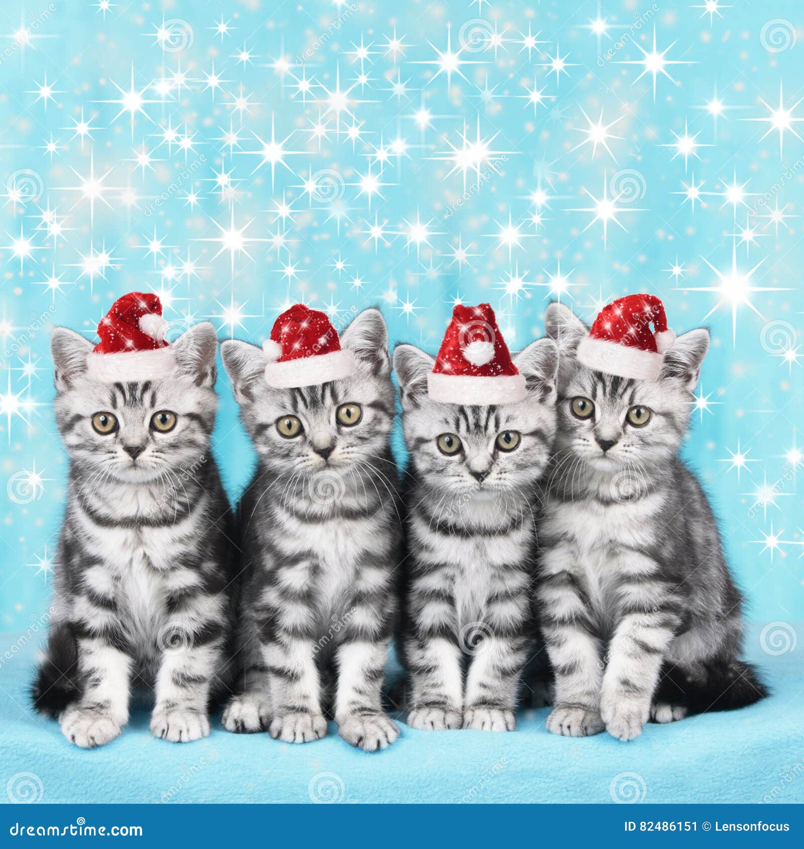 7,816 Cute Santa Kitten Stock Photos - Free & Royalty-Free Stock Photos ...