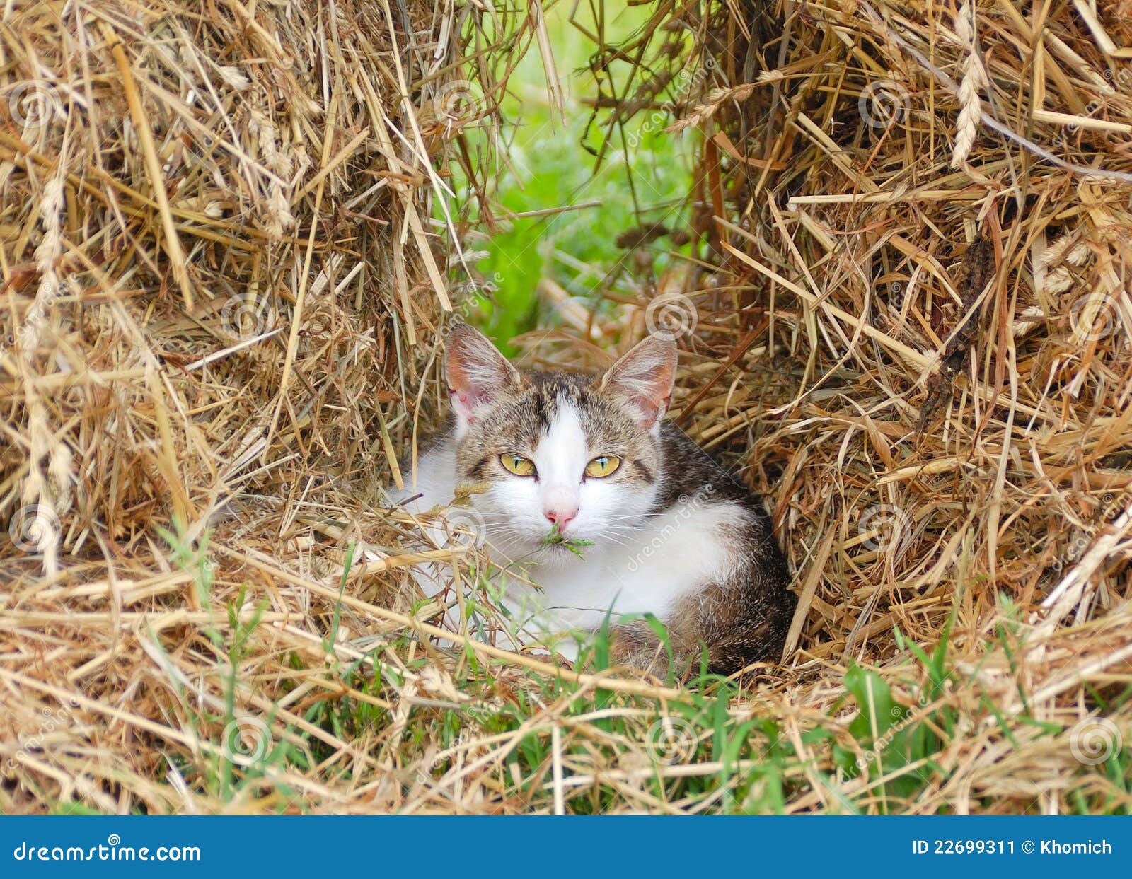 Cute kitten sits in hay stock image. Image of portrait - 22699311
