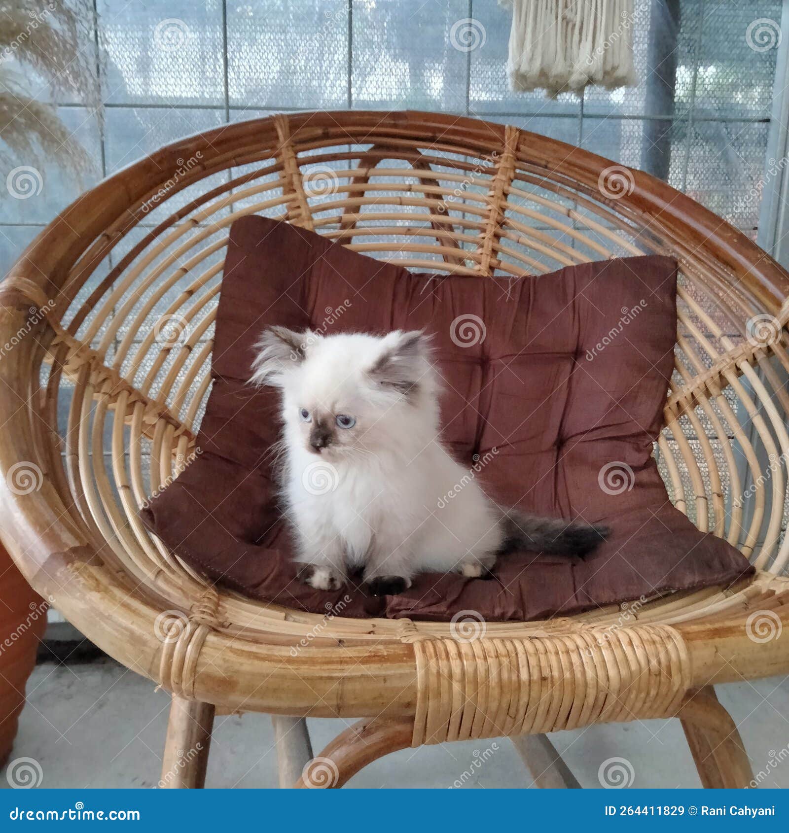 Cute Kitten is Sitting on a Chair Stock Image - Image of carnivore ...