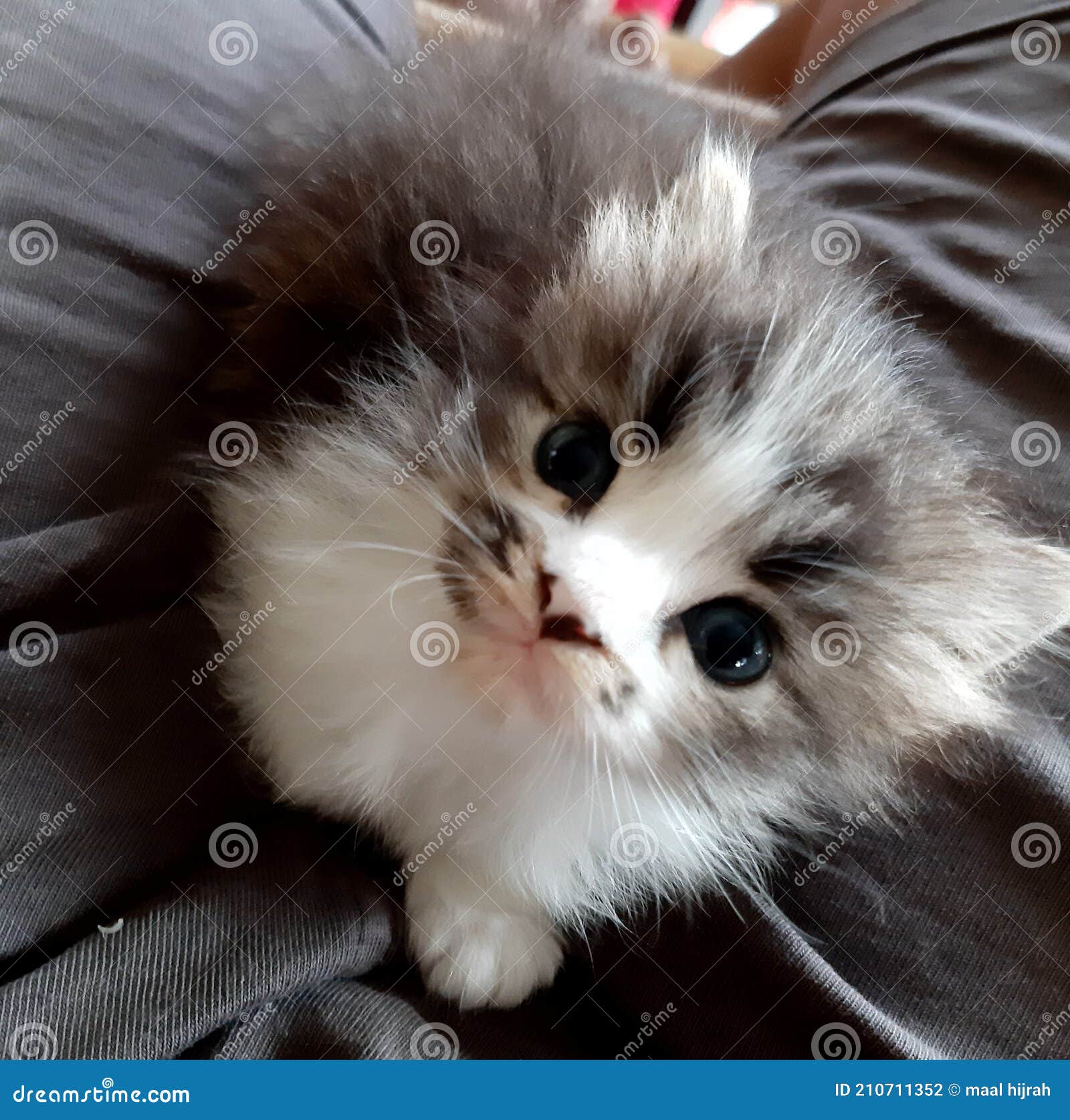 Cute Little Kitten Looking at Camera Stock Photo - Image of camera ...
