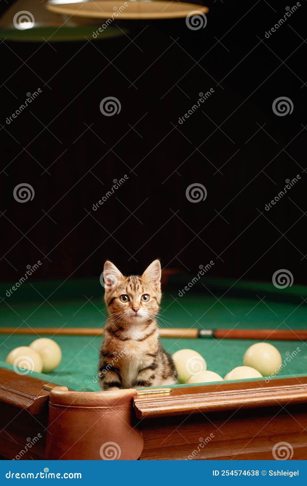 Cute Kitten Sitting on Pool Table with Balls and Cue Indoors from Low ...