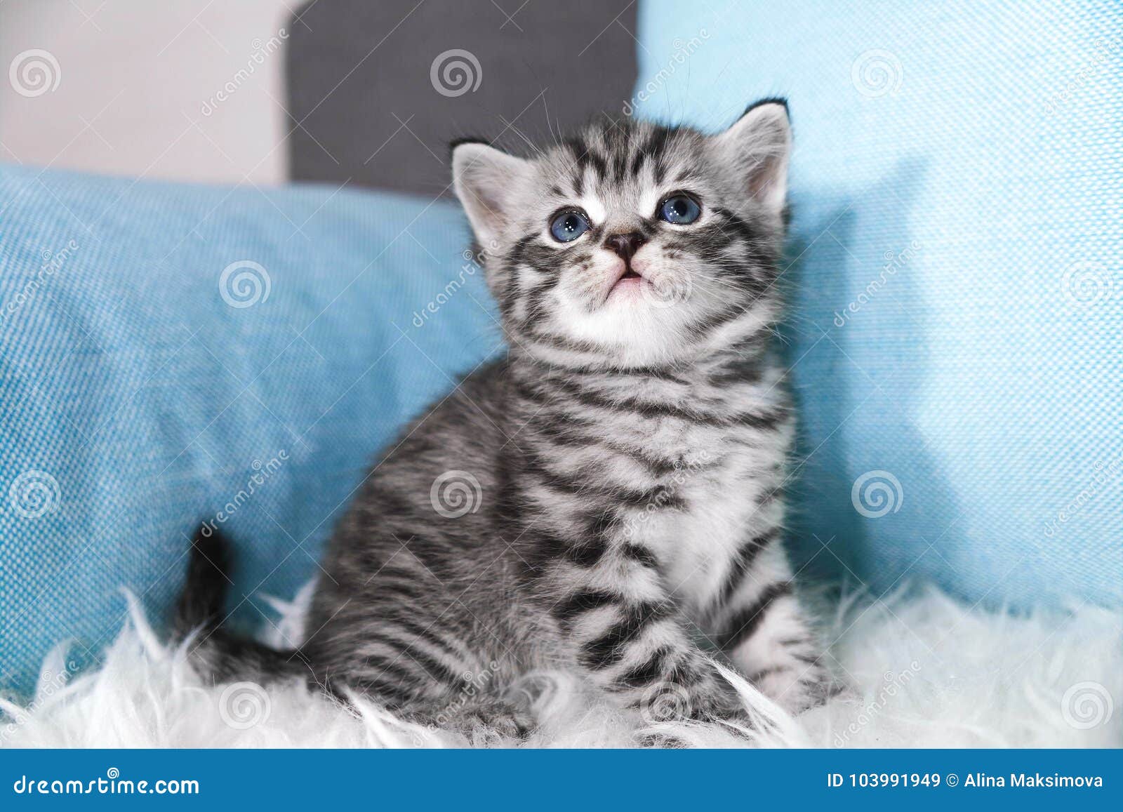 The Cute Kitten is Sitting. Stock Image - Image of persian, fluffy ...